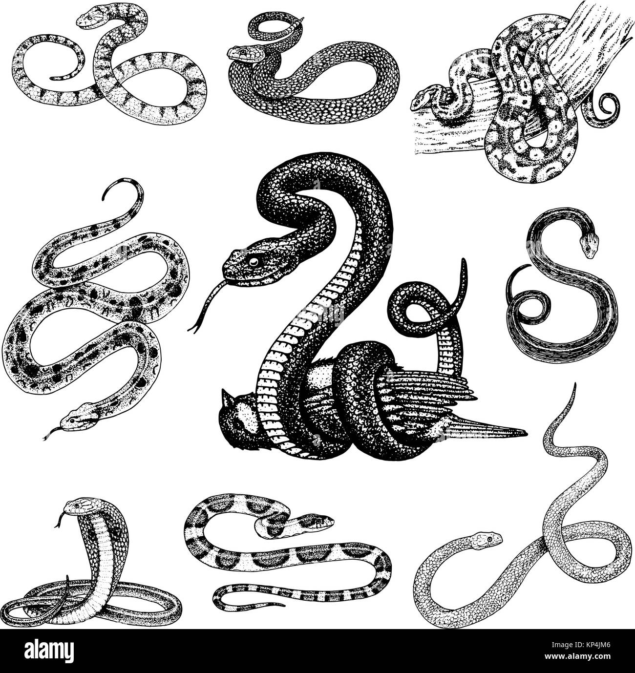 Royal python skin Stock Vector Images - Alamy