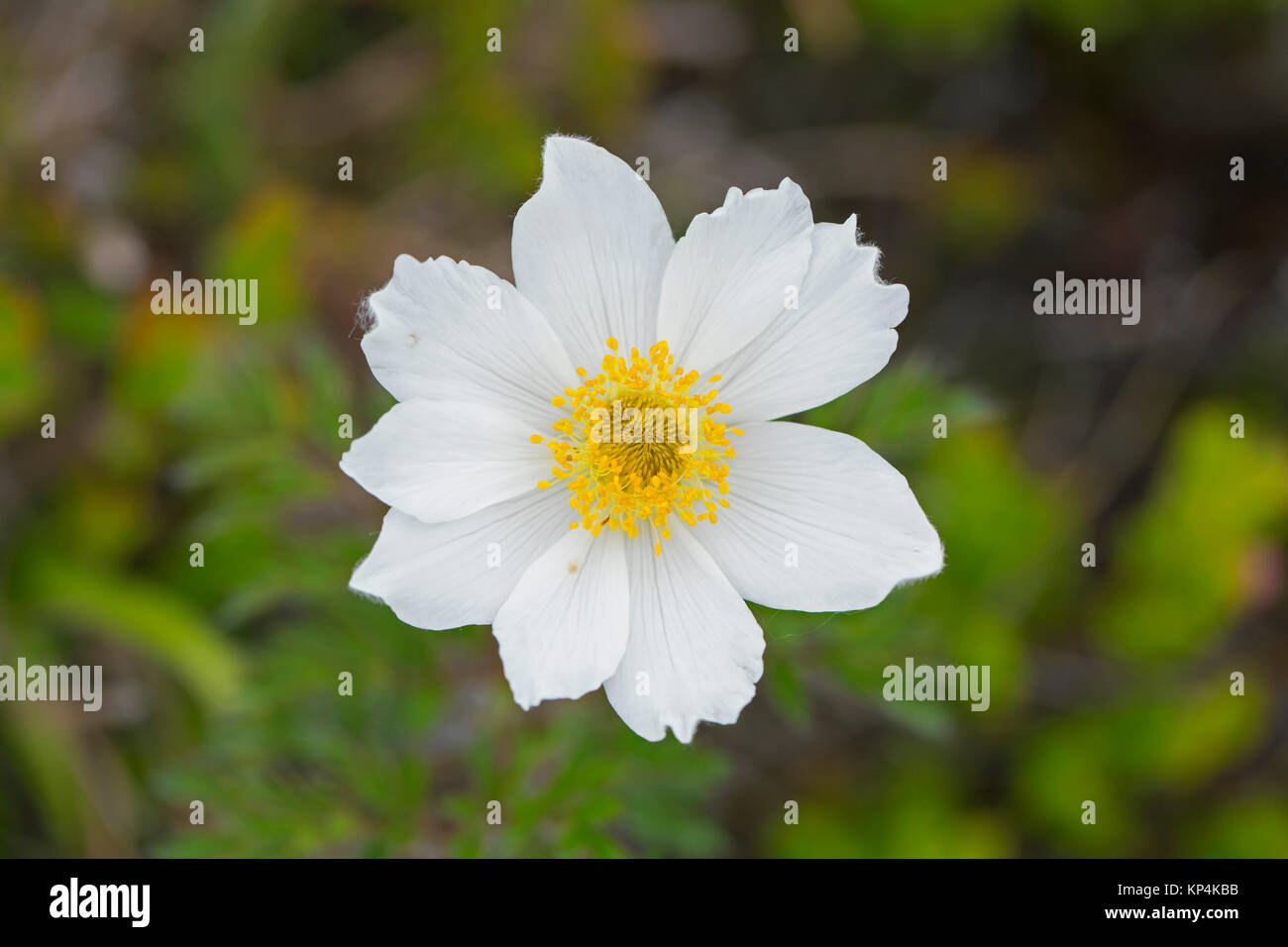 Alpine anemone pulsatilla alpina hi-res stock photography and images ...