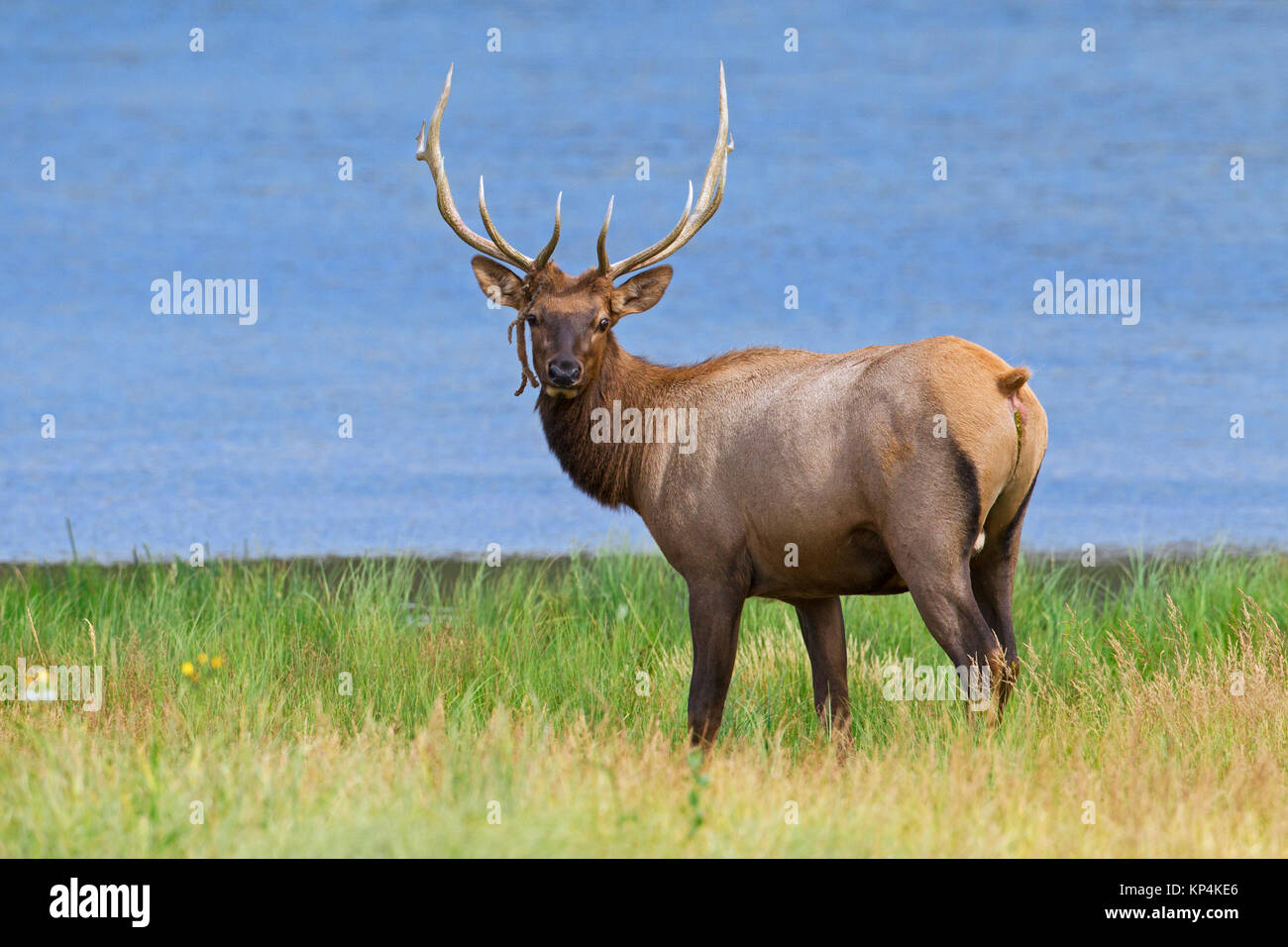 Elk / wapiti (Cervus canadensis) bull with velvet dangling from antlers ...