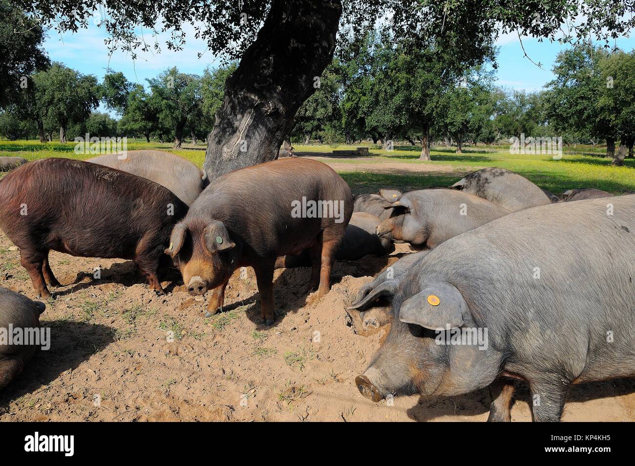 Iberian pigs in dehesa.Badajoz province.Extremadura.Spain Stock Photo ...
