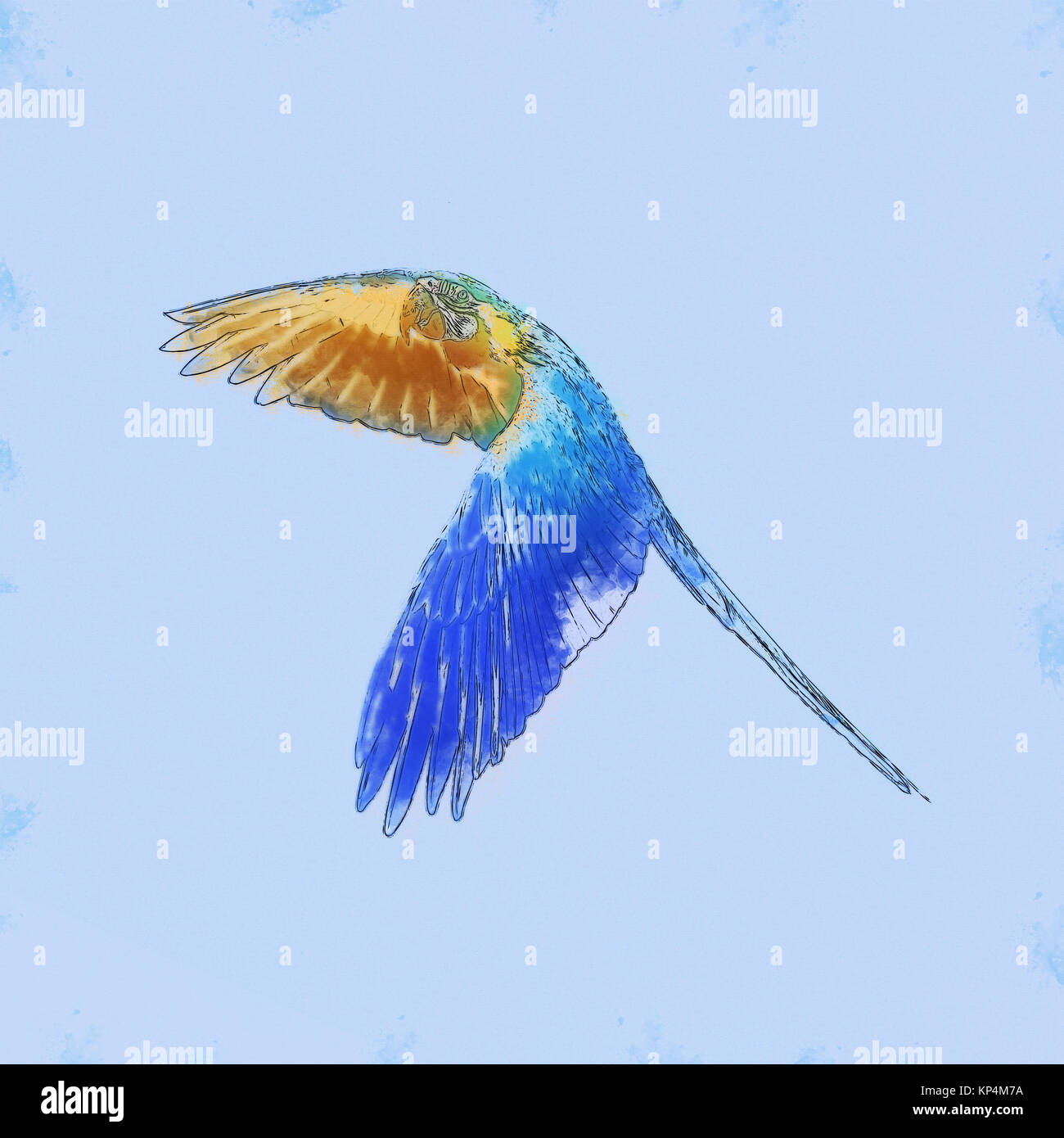 Parrot flying blue sky hi-res stock photography and images - Alamy