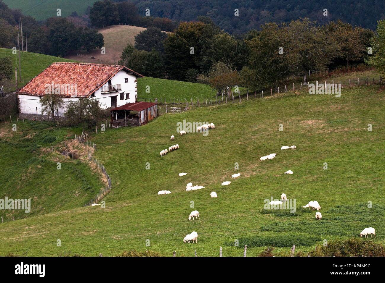 Ganado y ovejas hi-res stock photography and images - Alamy