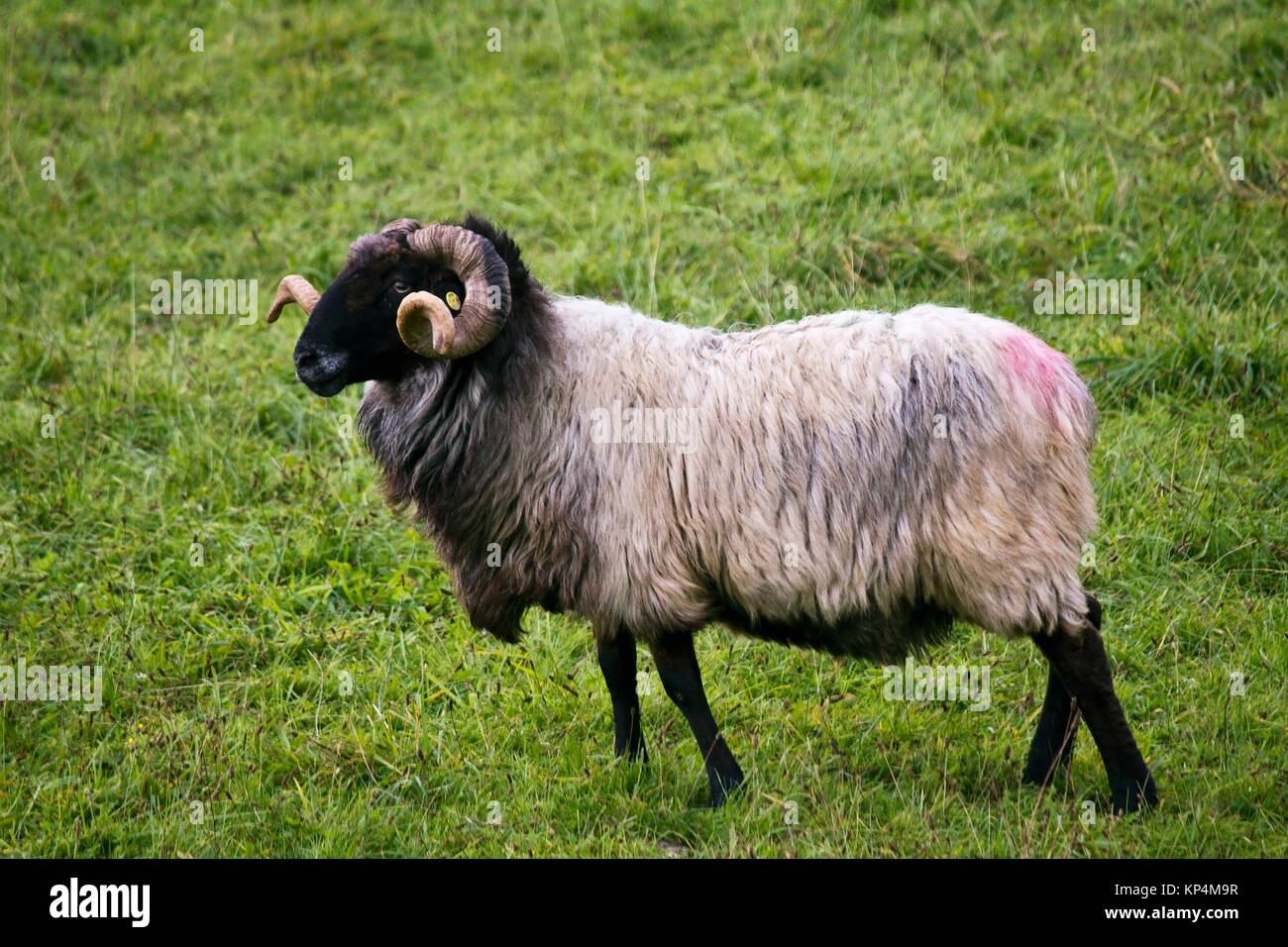 Oveja verde hi-res stock photography and images - Alamy