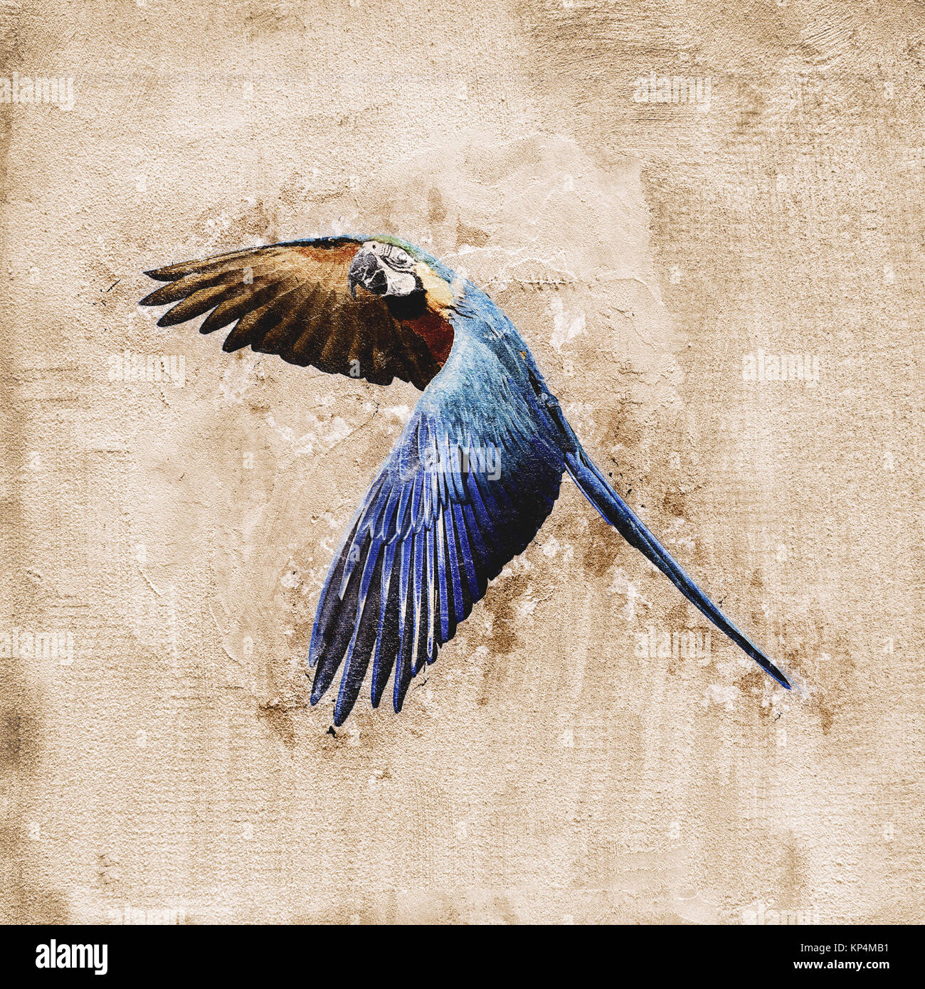 Parrot Flying Blue Sky High Resolution Stock Photography and Images - Alamy