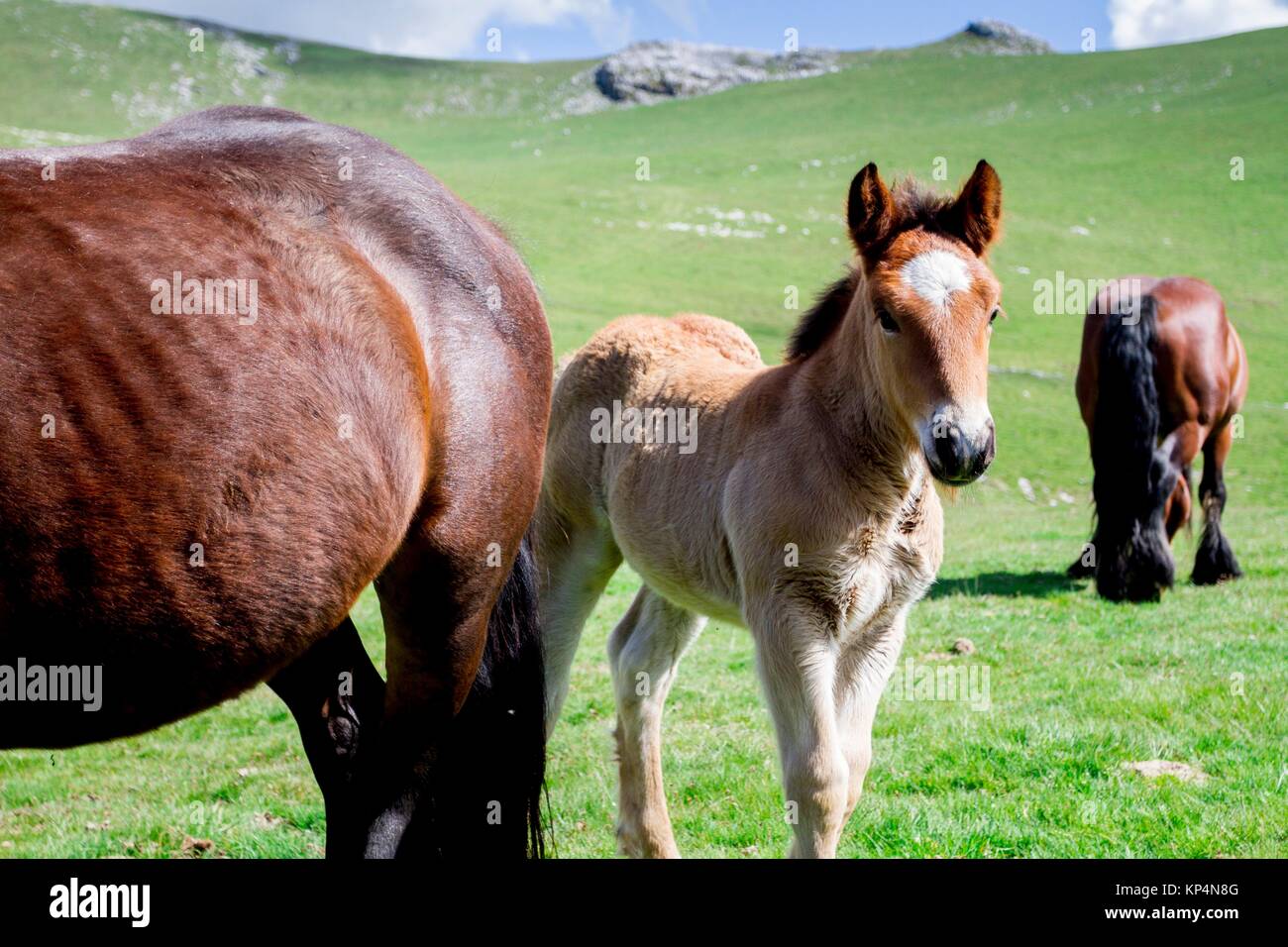 Basque mountain horse hi-res stock photography and images - Alamy