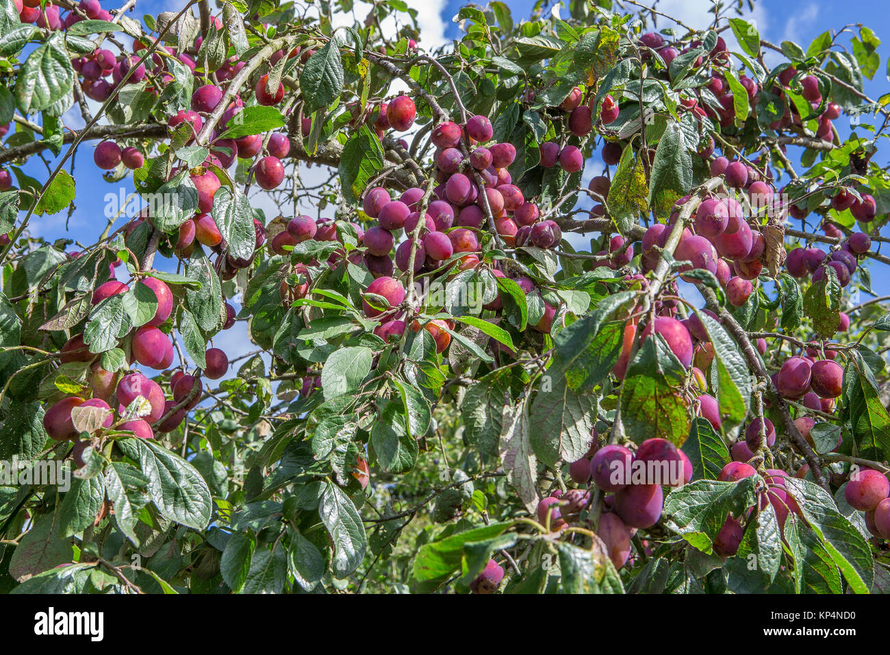 Edible plum tree hi-res stock photography and images - Alamy