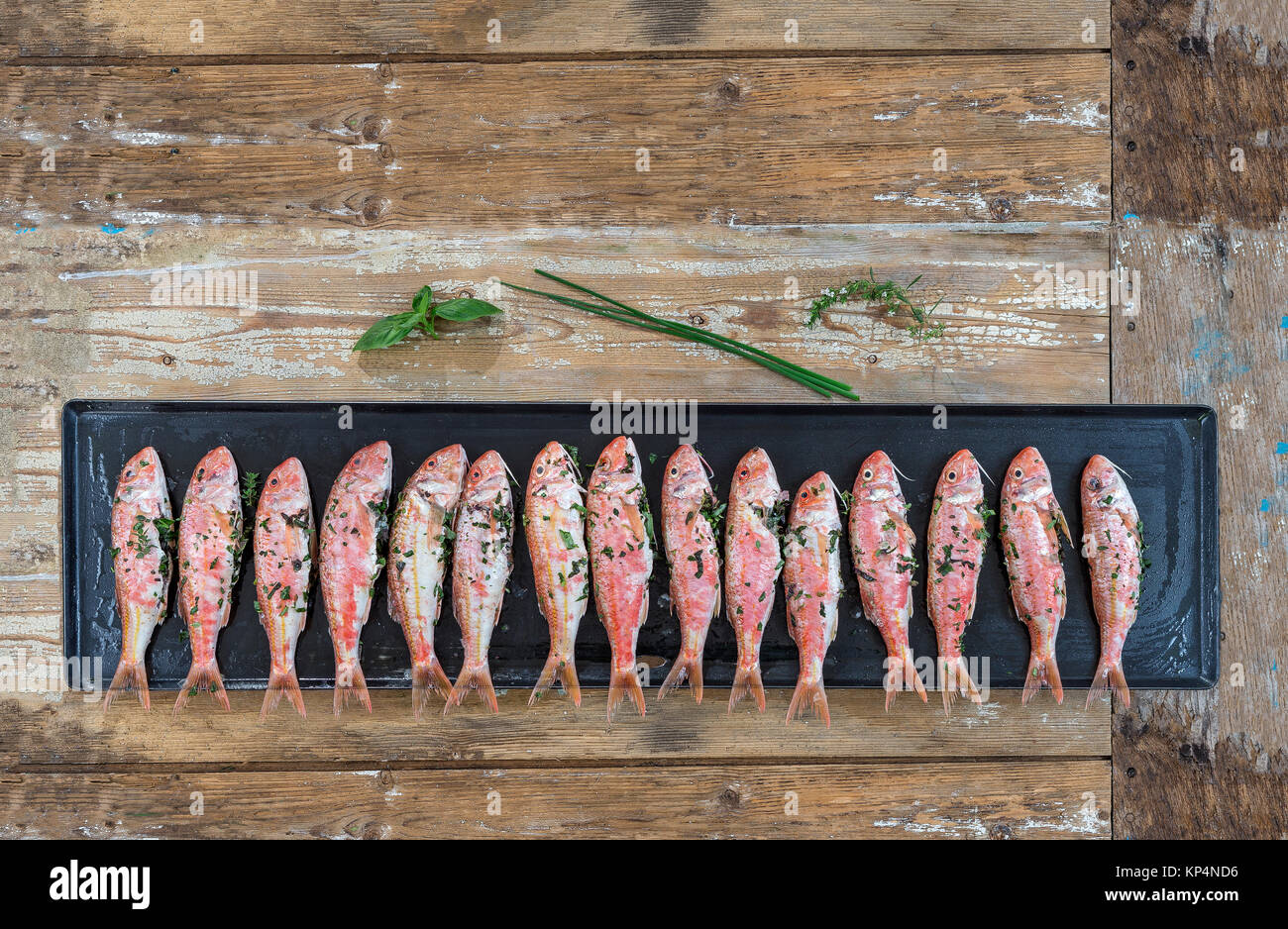 Fat fish hi-res stock photography and images - Alamy
