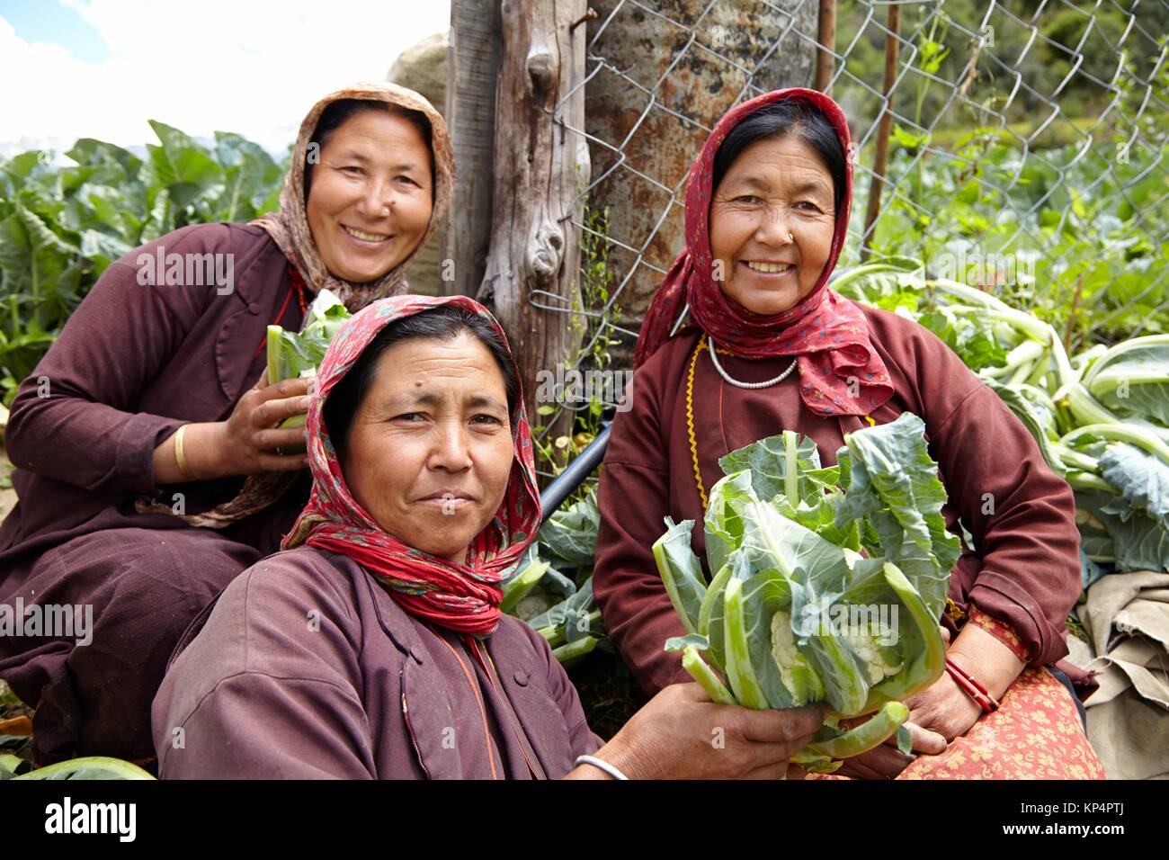Indian women working in the fields hi-res stock photography and images ...
