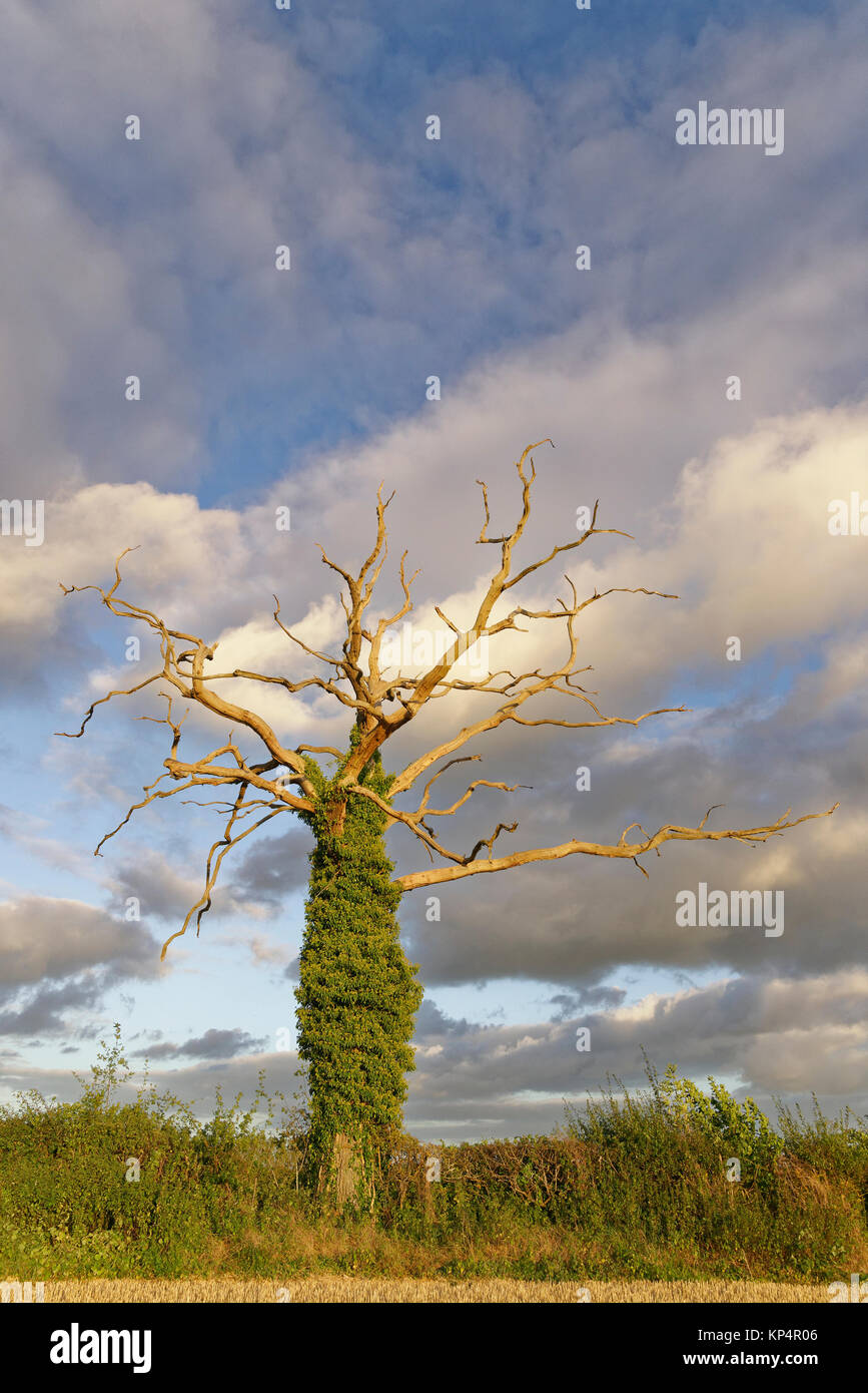 Dead Lightning struck tree in a hedgerow Stock Photo - Alamy