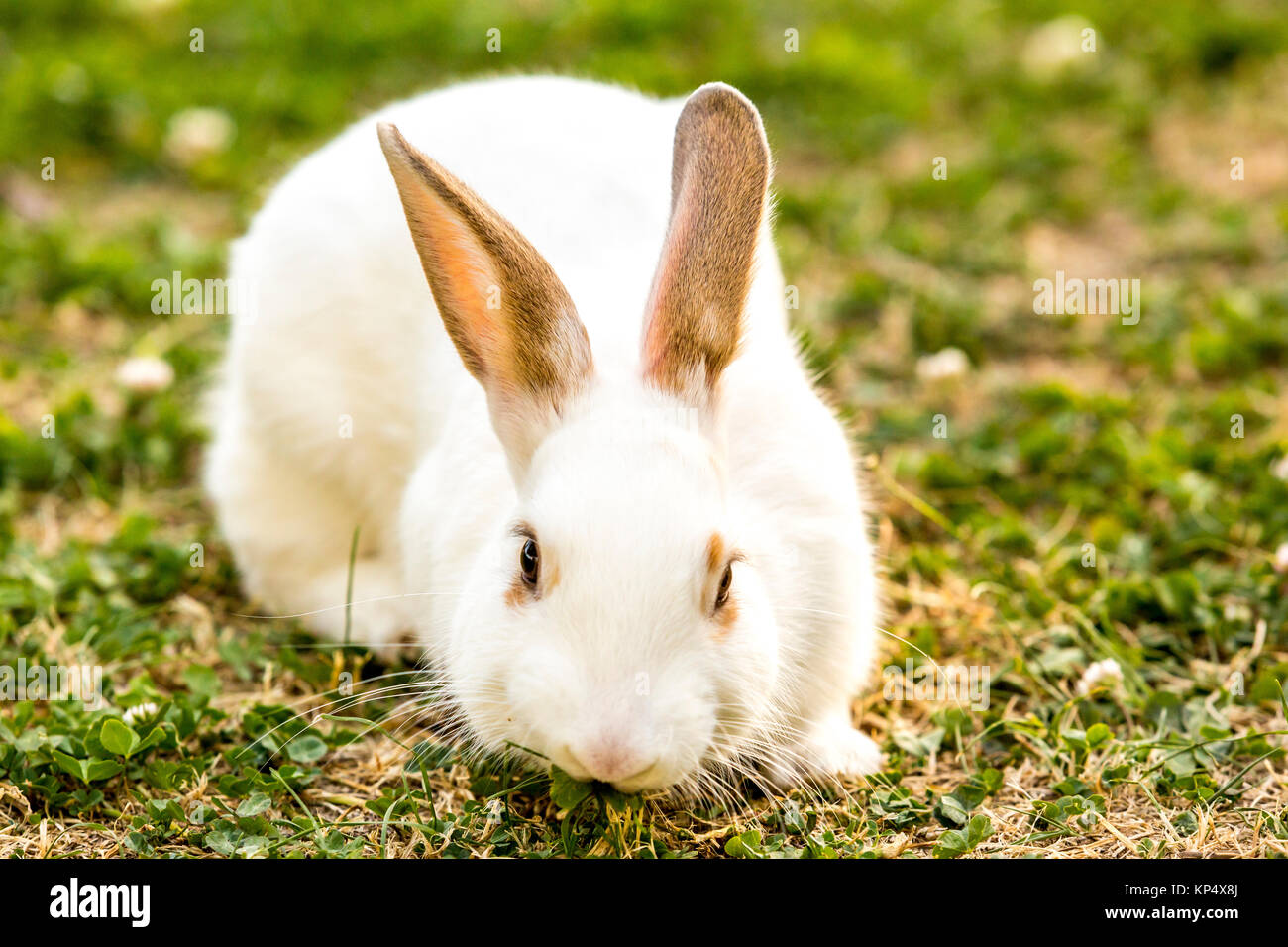 Rabbit (Oryctolagus cuniculus) sitting on the green grass Stock Photo ...