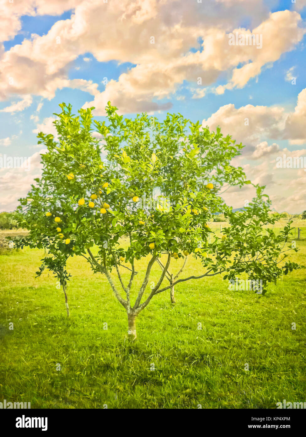 Lemon Tree in the Field Stock Photo - Alamy