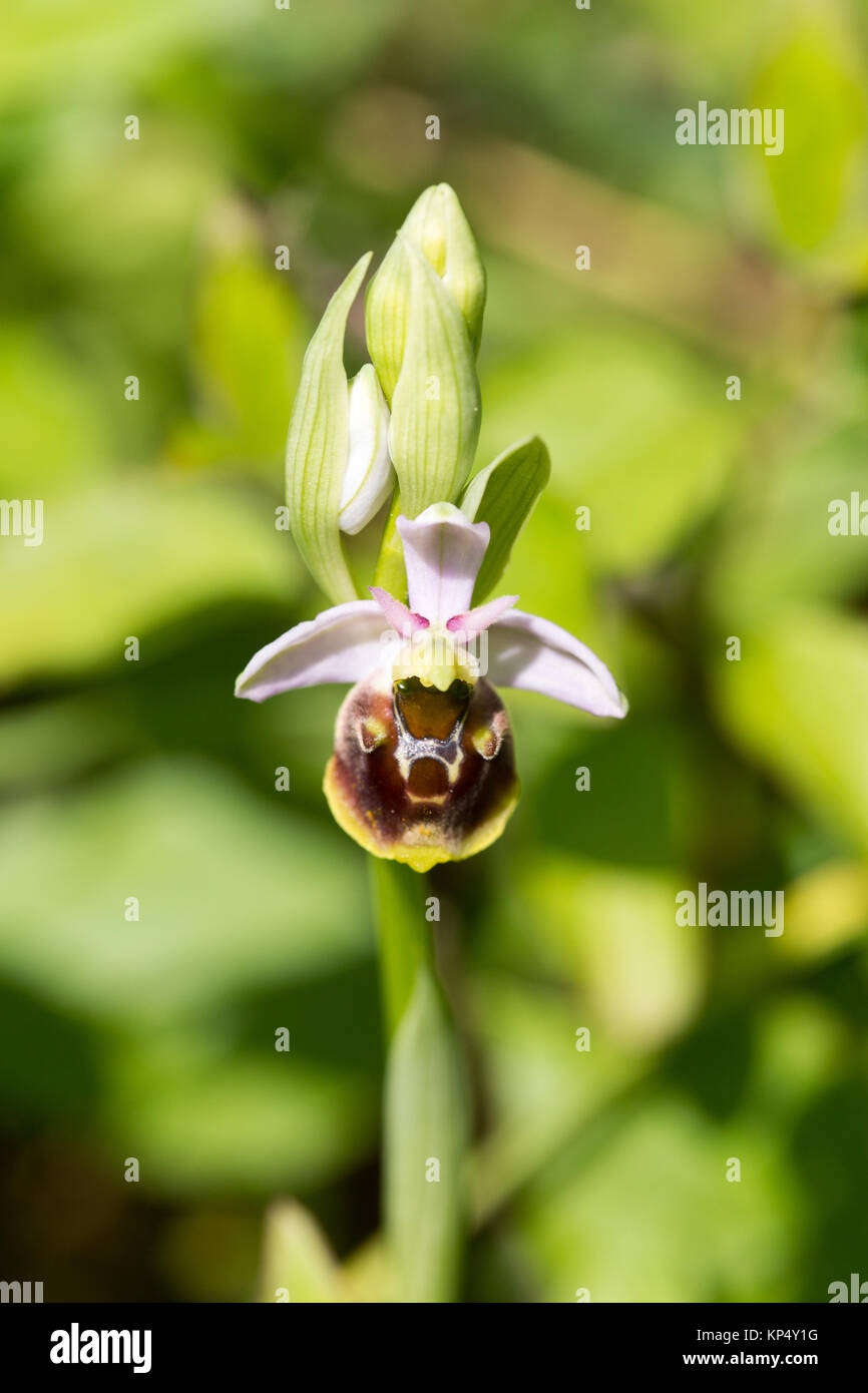 Ophrys genus hi-res stock photography and images - Alamy
