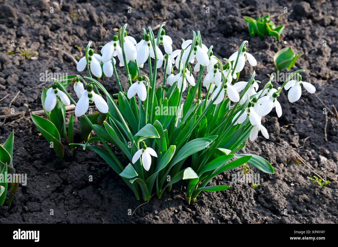 Snowdrop Plant Soil High Resolution Stock Photography and Images - Alamy