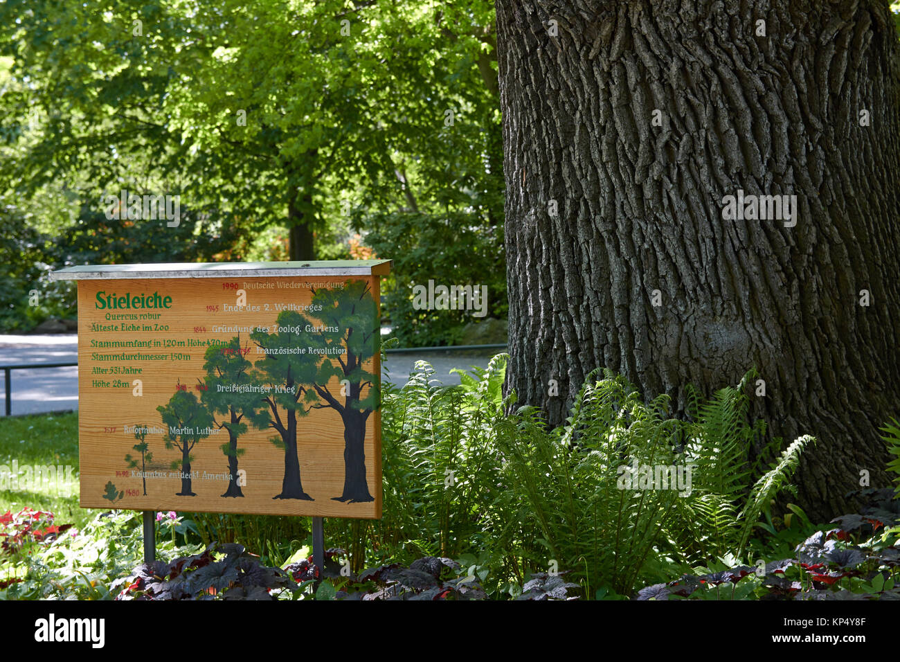Berlin, Germany - 28 May, 2014: The oldest oak tree ( Quercus robur ...