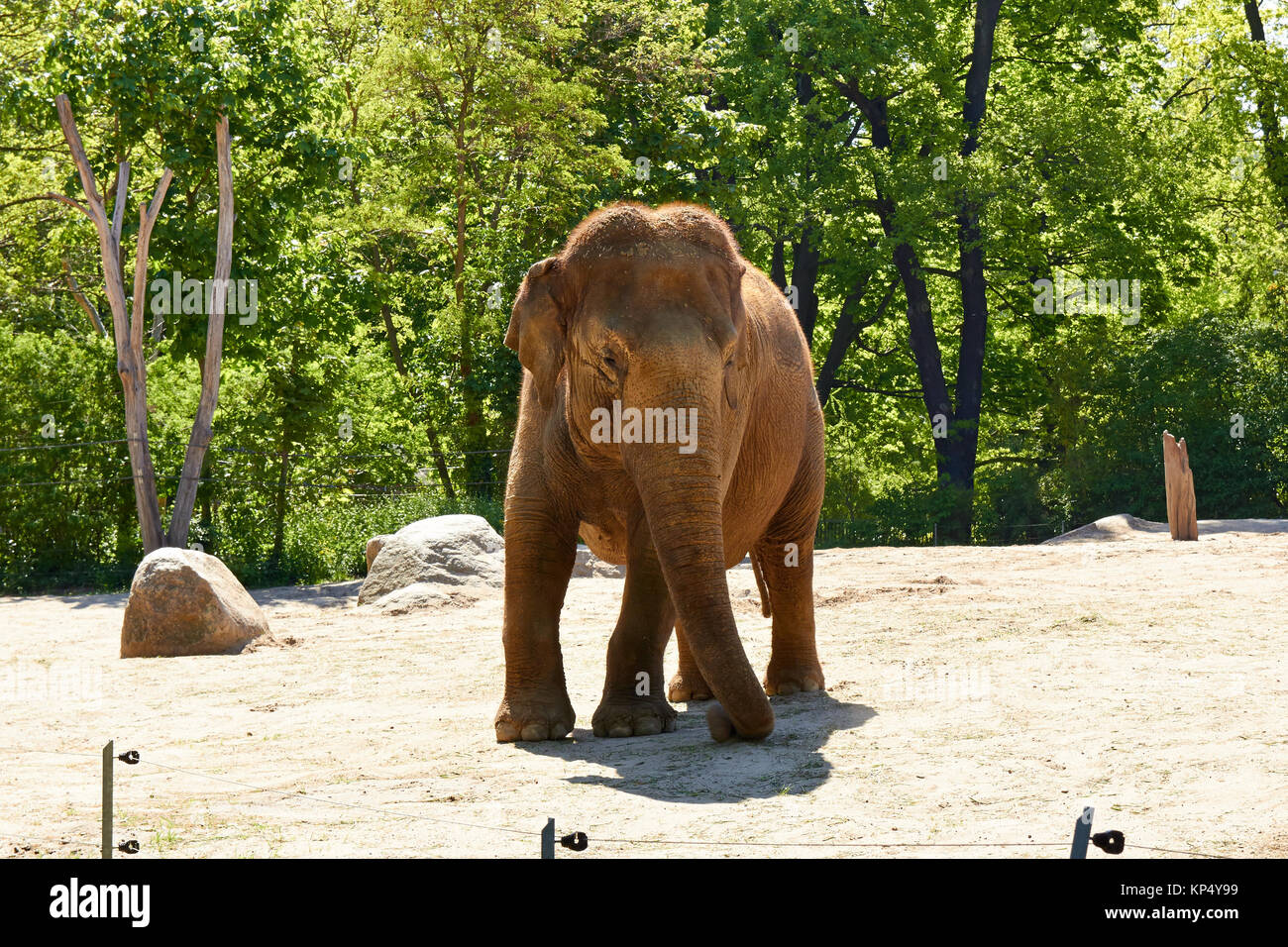 Berlin, Germany - 28 May, 2014: Elephant in Berlin Zoo Stock Photo - Alamy