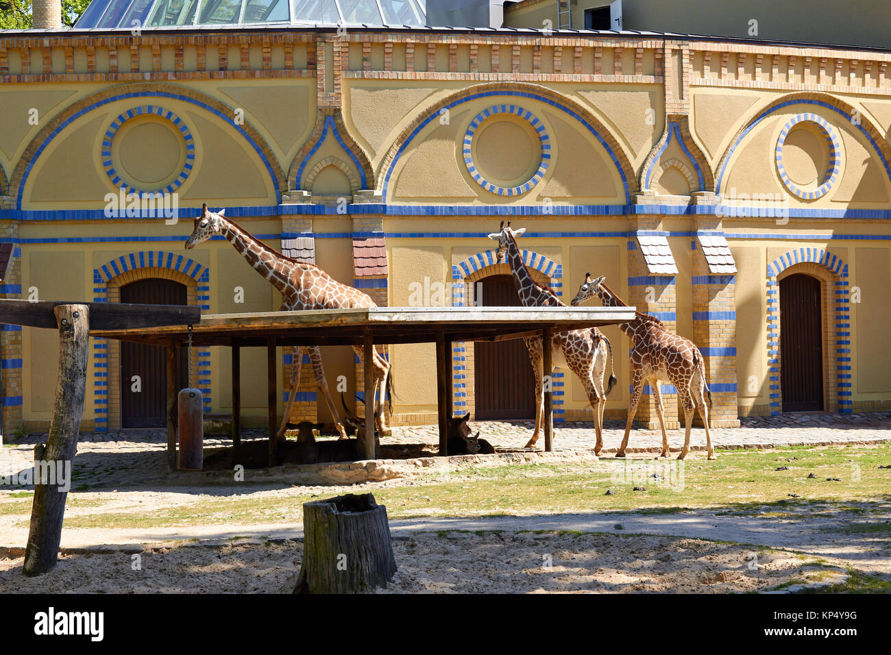 Berlin zoo giraffe hi-res stock photography and images - Alamy