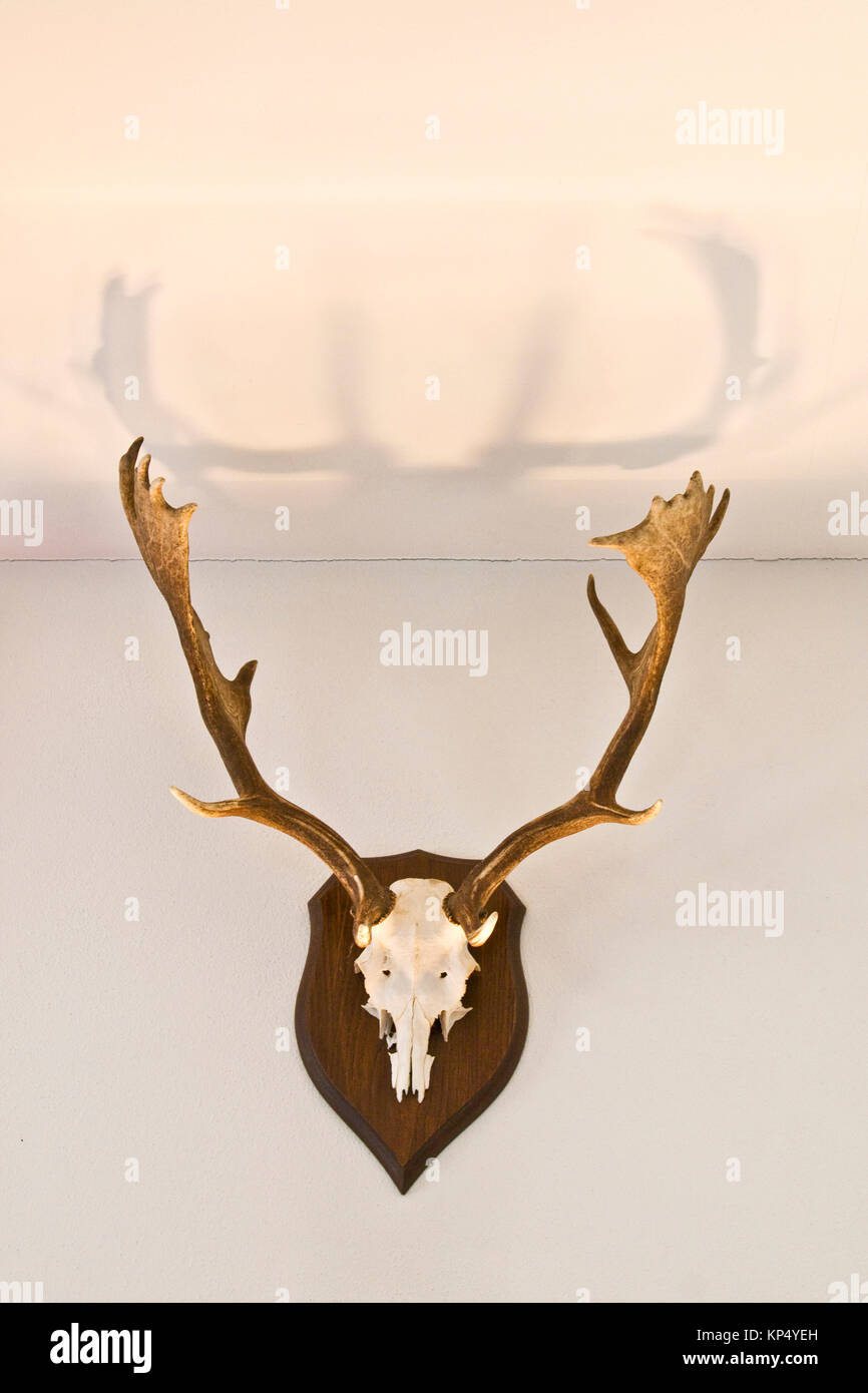 Hunting trophies hi-res stock photography and images - Alamy