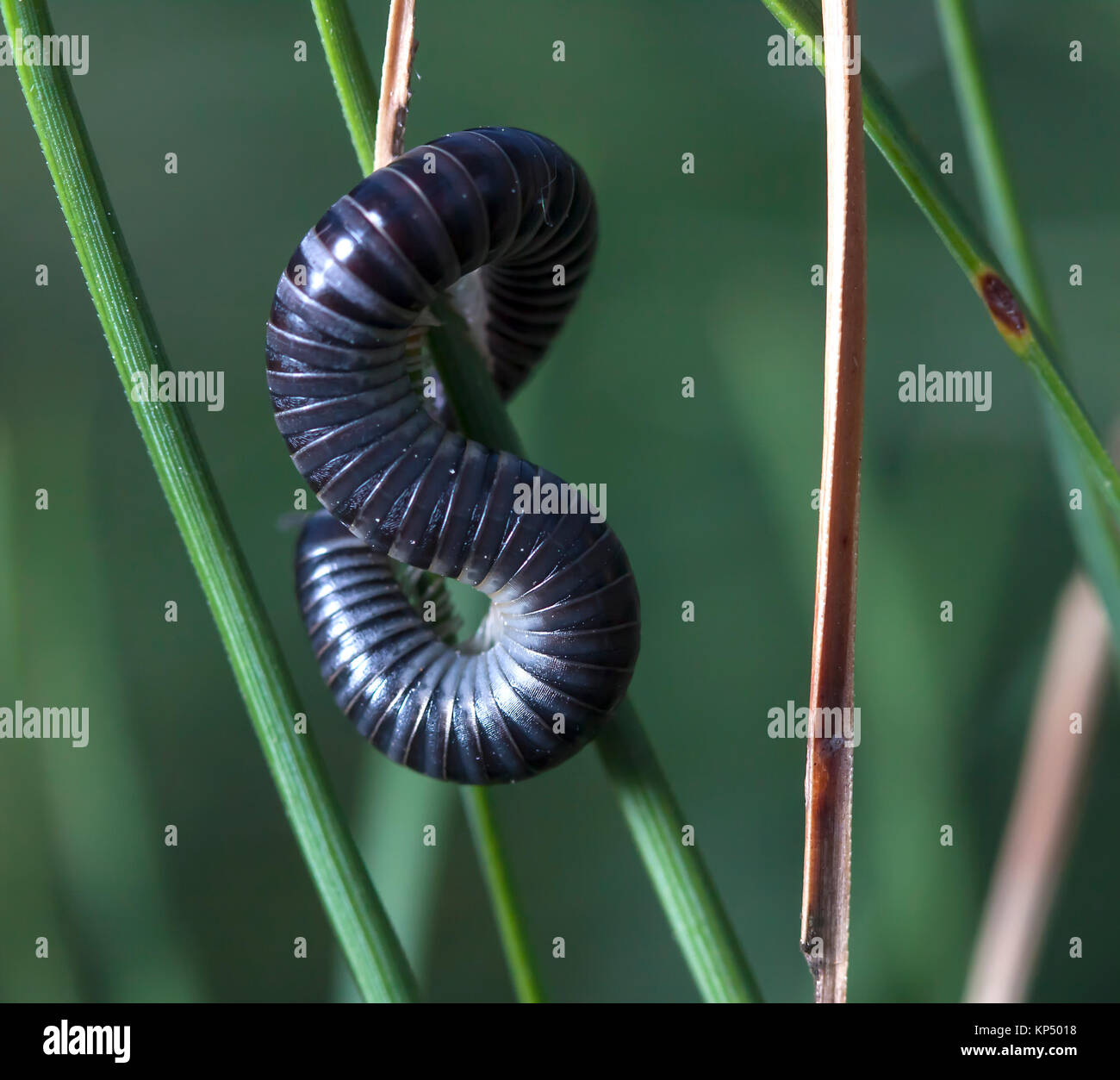 myriapod of julidae on a branch in a native habitat Stock Photo - Alamy