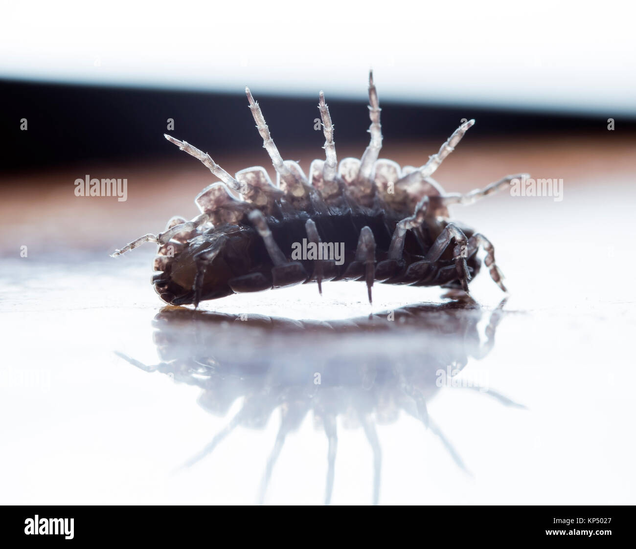 Woodlice forest hi-res stock photography and images - Alamy