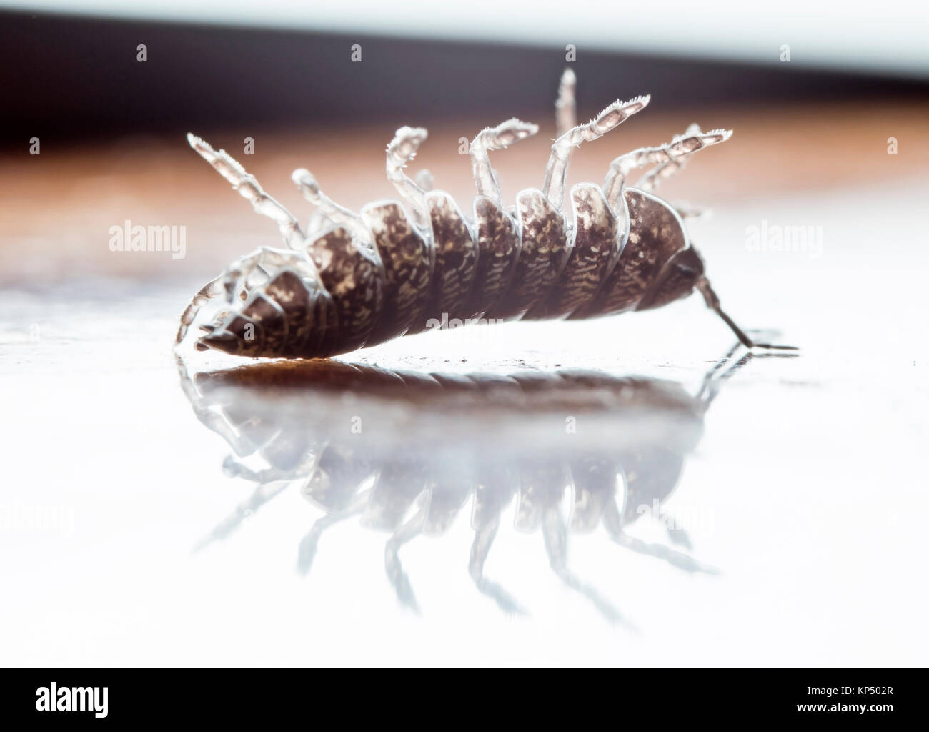 Woodlice forest High Resolution Stock Photography and Images - Alamy
