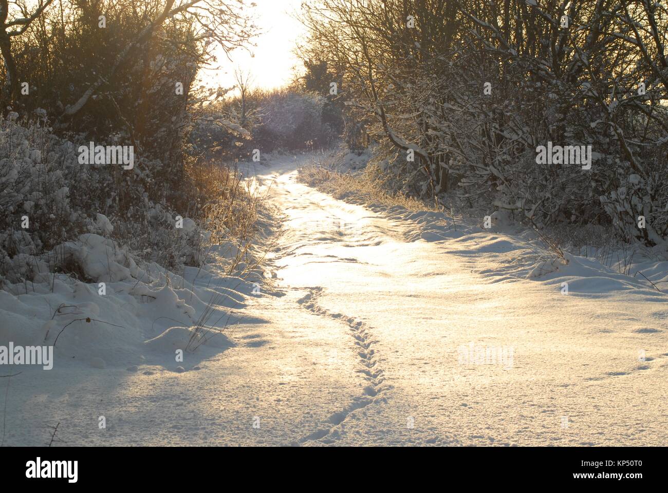Morning snow scene hi-res stock photography and images - Alamy