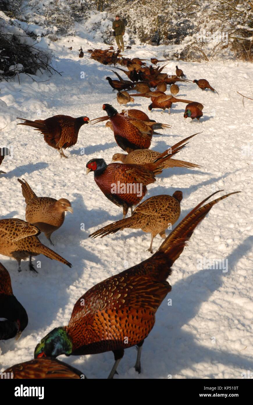 Pheasants in Snow Stock Photo - Alamy