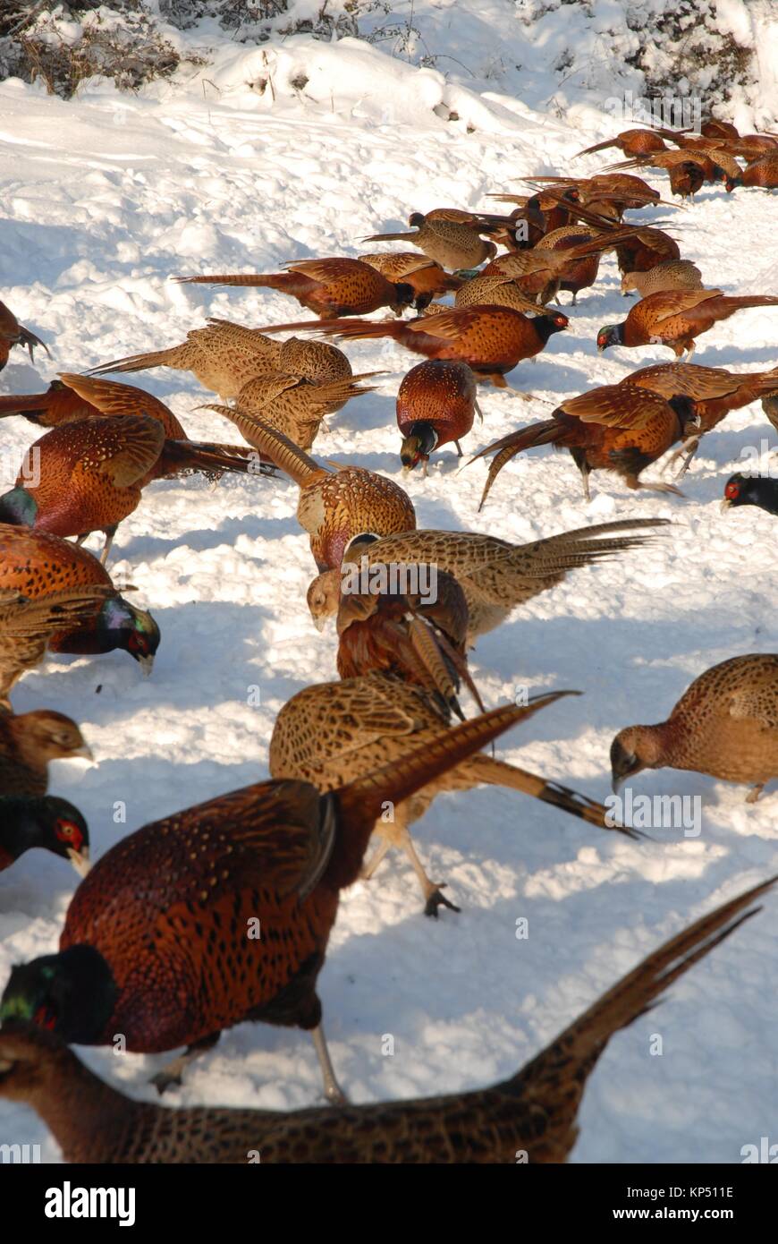 Pheasants in Snow Stock Photo - Alamy