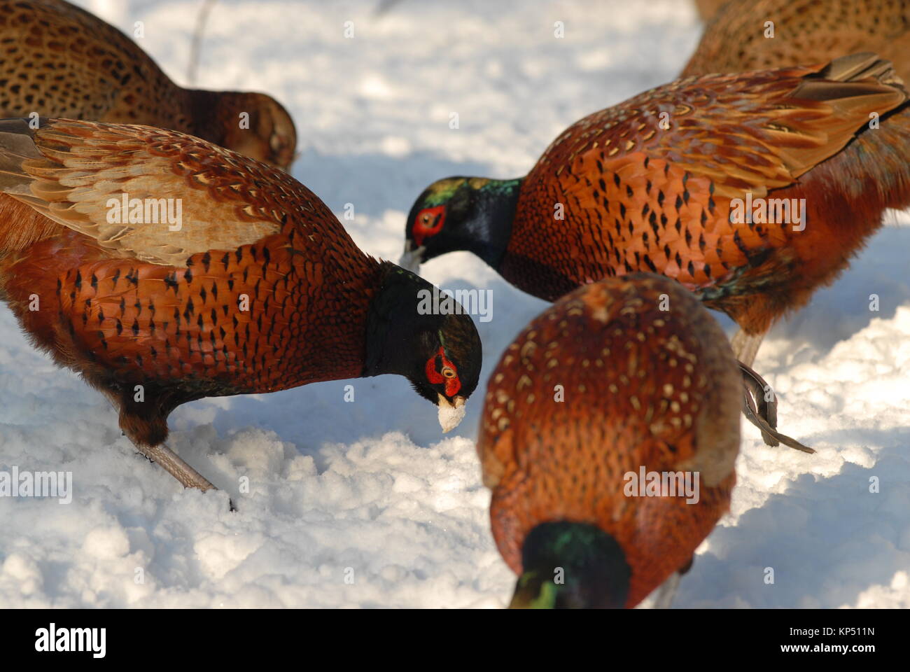 Pheasants in Snow Stock Photo - Alamy