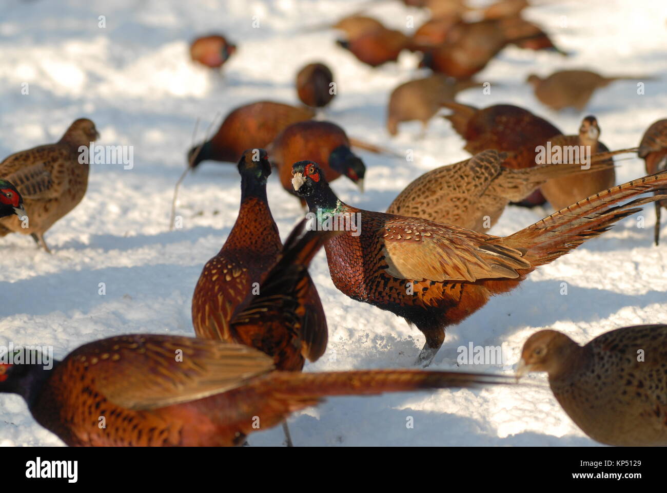Pheasants in Snow Stock Photo - Alamy