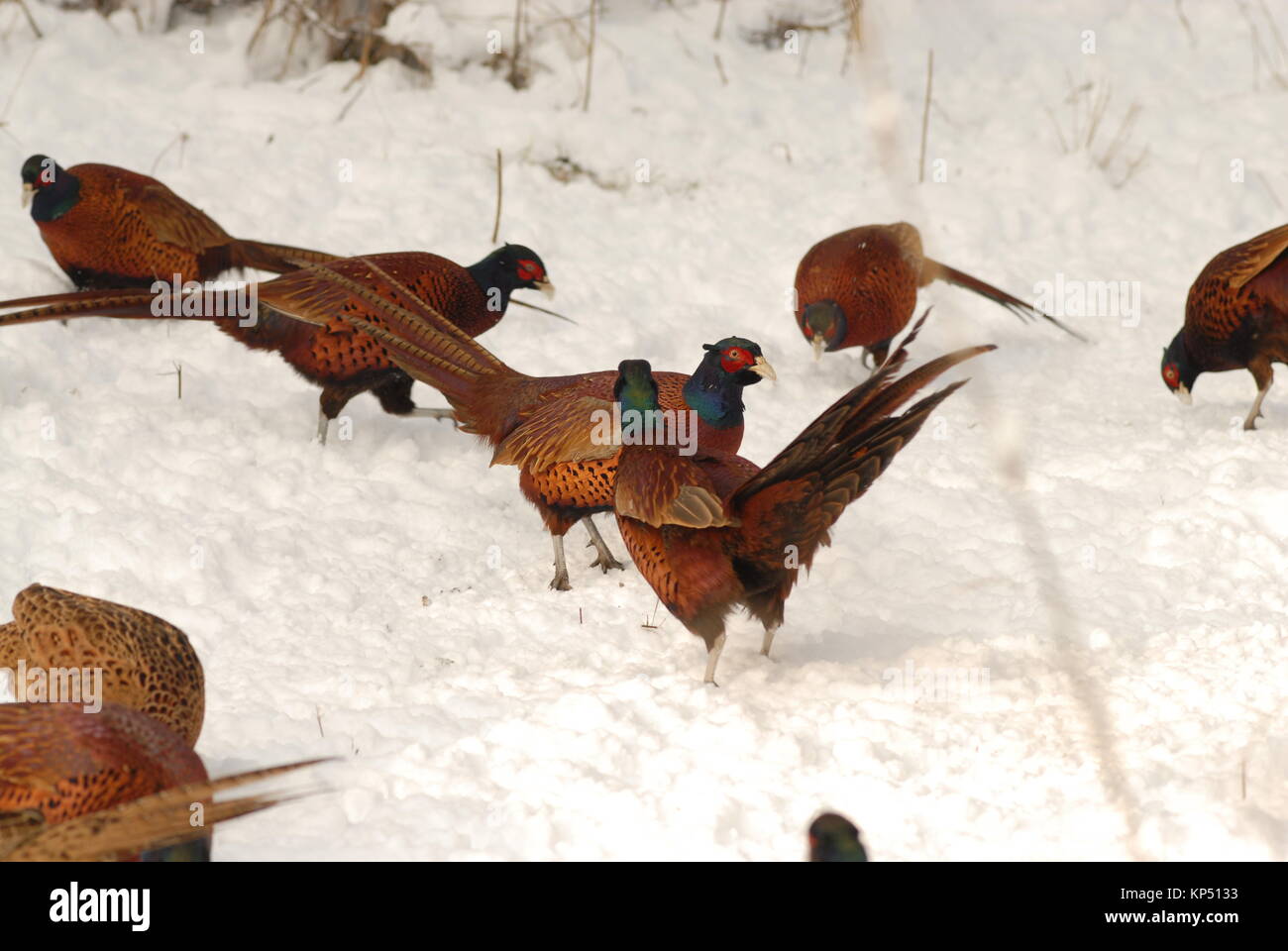 Pheasants in Snow Stock Photo - Alamy