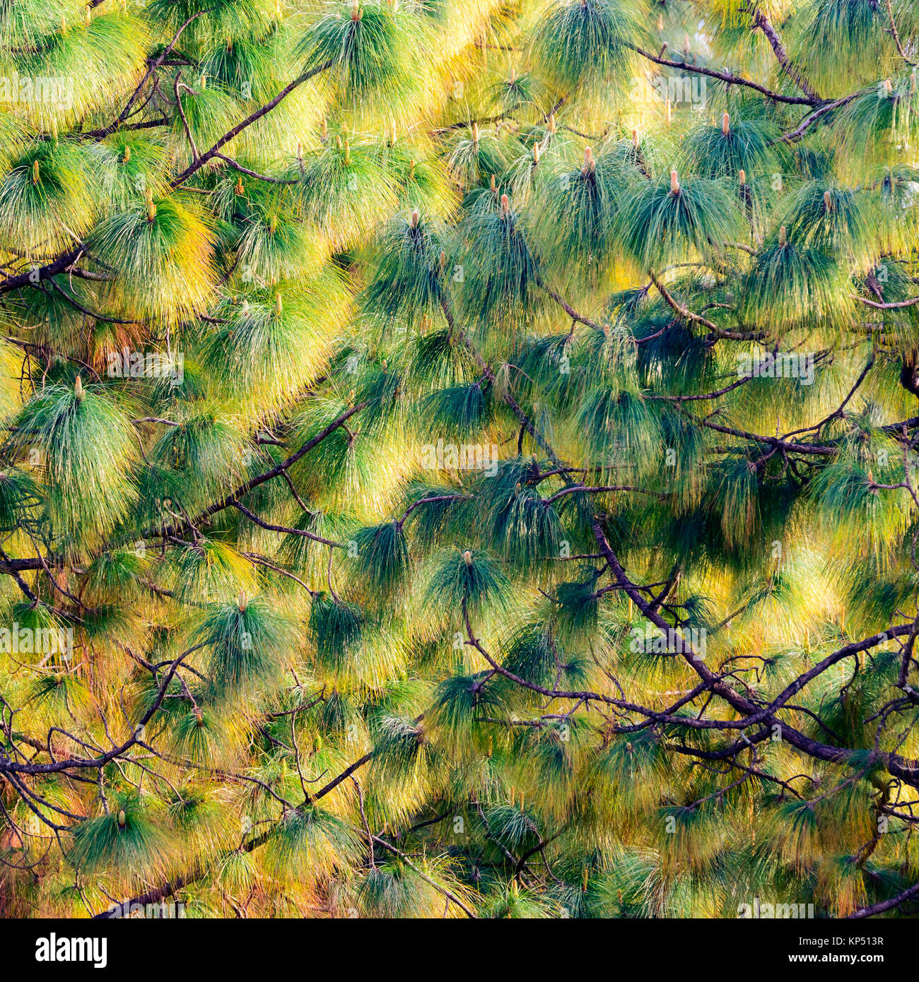 Pine tree texture Stock Photo - Alamy