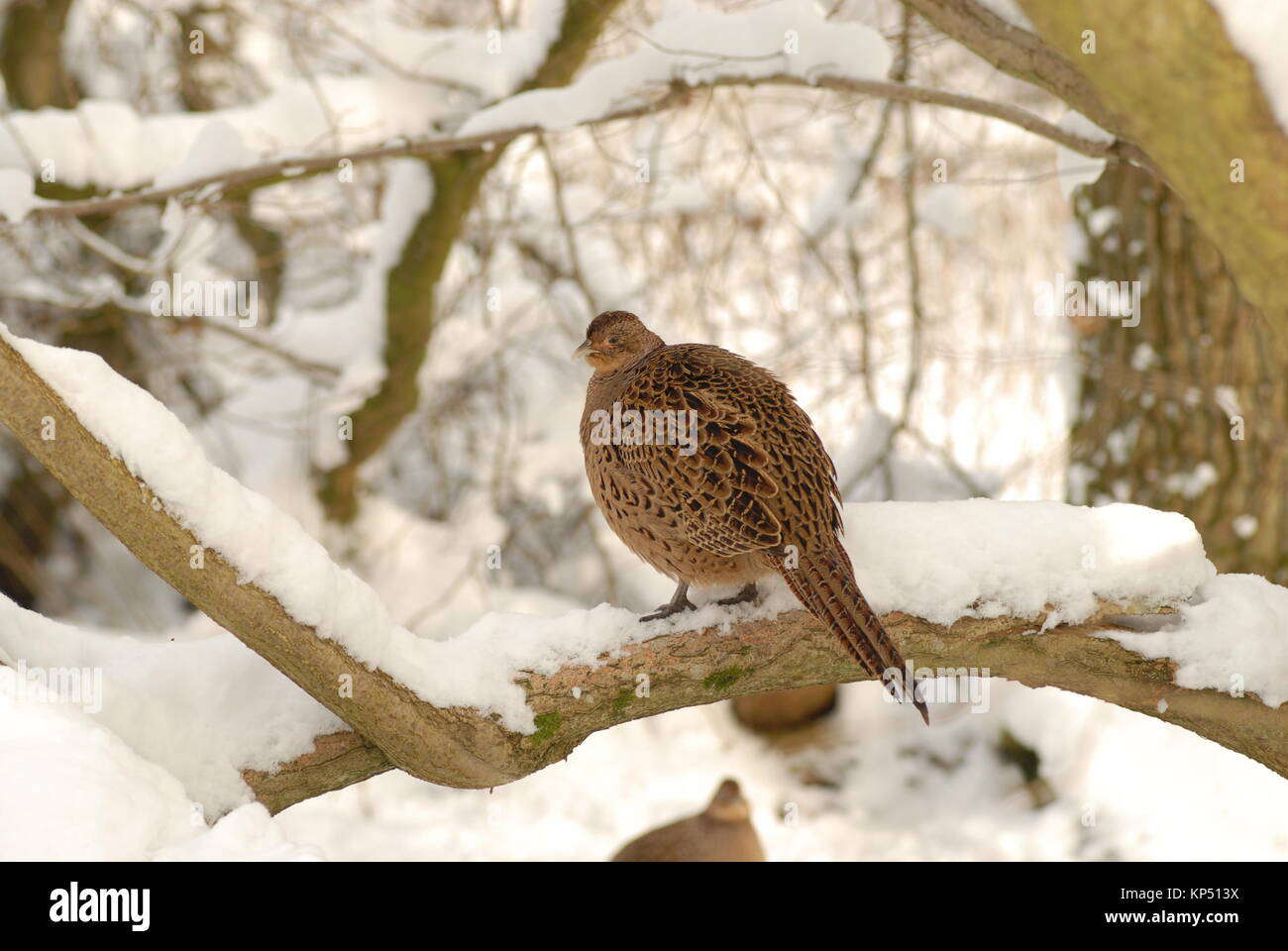 Hen Pheasant in Snow Stock Photo - Alamy