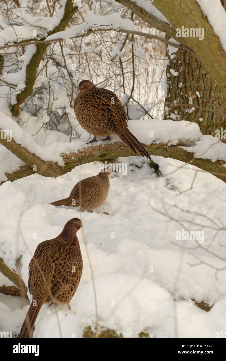 Pheasants in Snow Stock Photo - Alamy