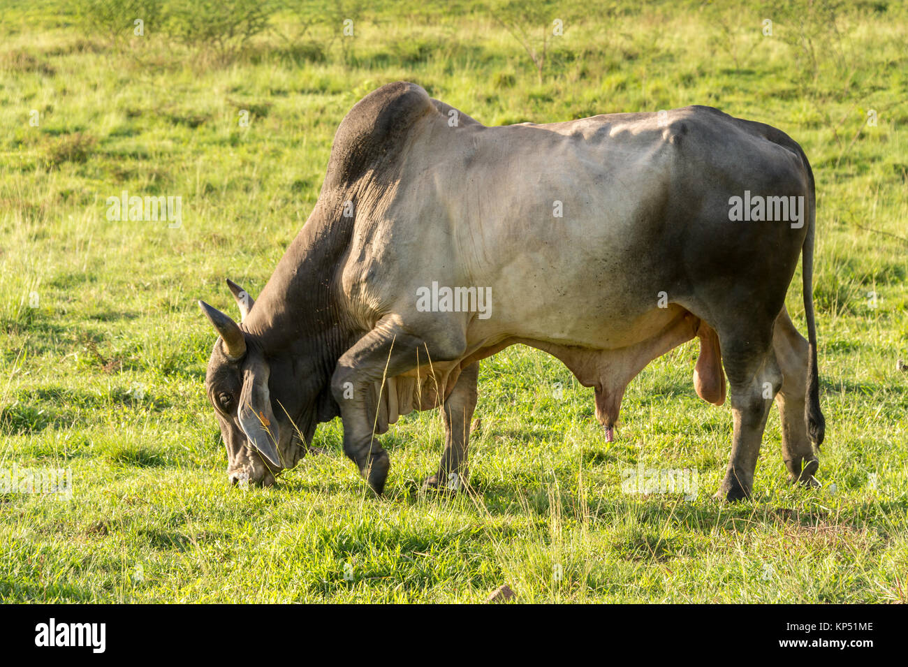 Brahman bull hi-res stock photography and images - Alamy