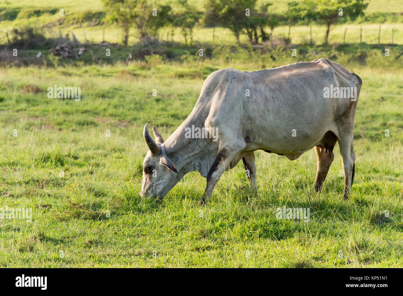 Brahman cow in Martinique, Caribean Stock Photo - Alamy