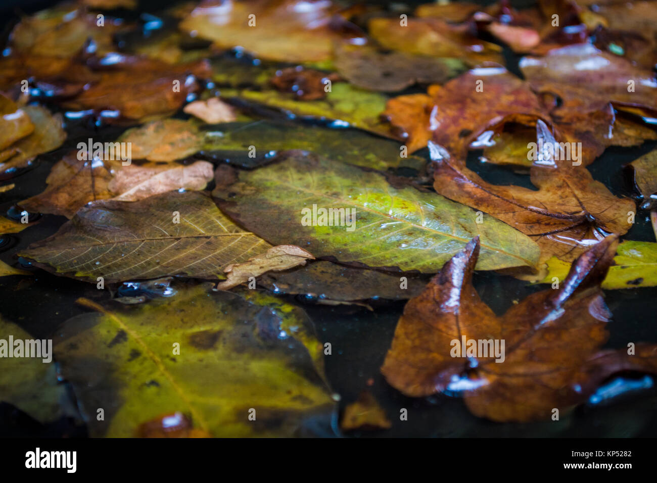 maple leafs in water, floating autumn maple leafs Stock Photo - Alamy