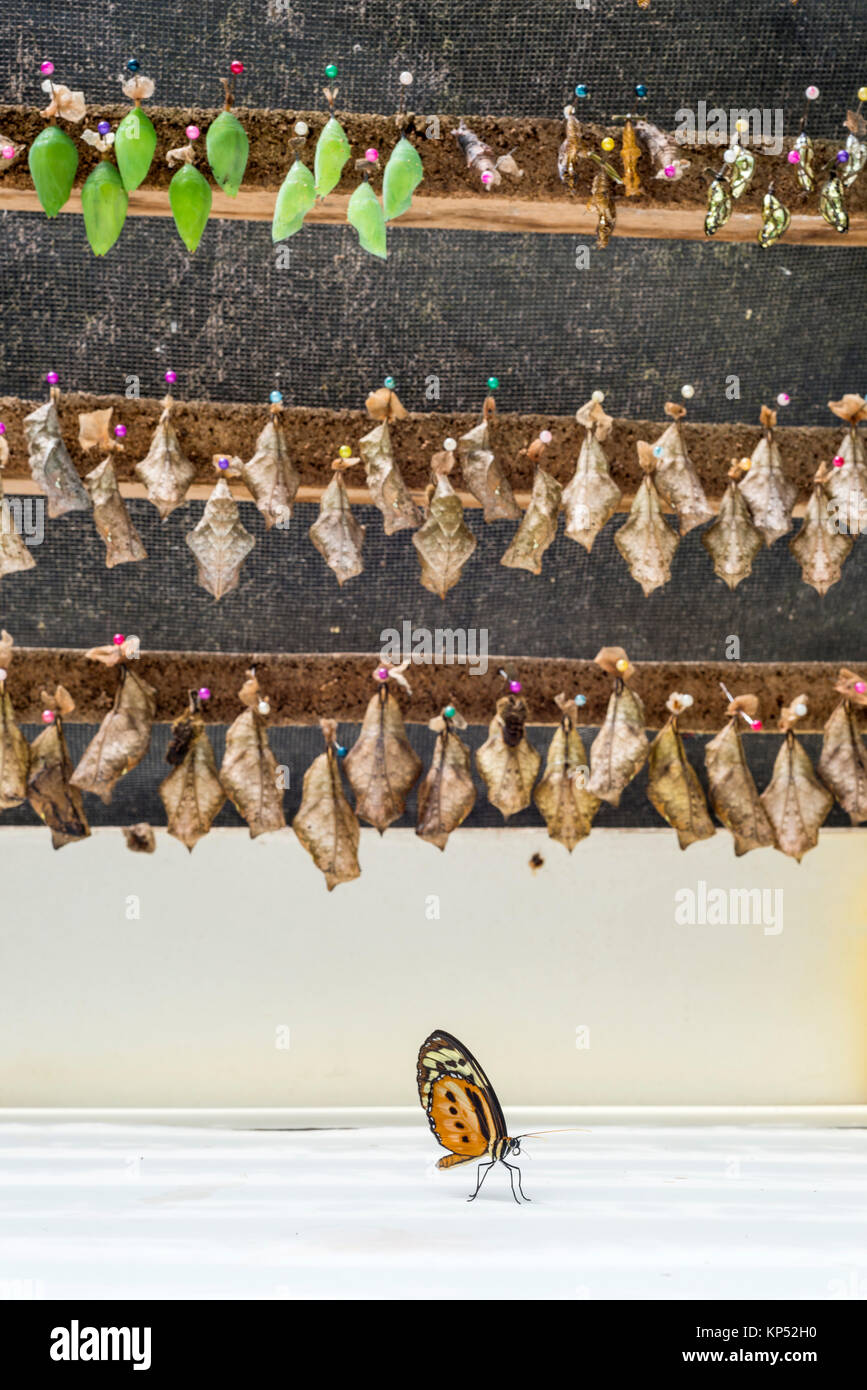 Butterfly hatching butterfly farm butterfly hi-res stock photography ...