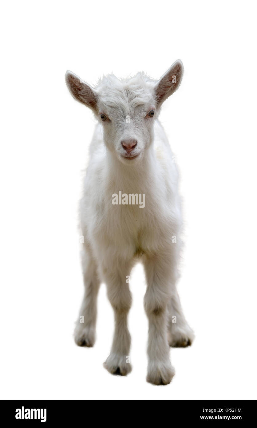 Goatling isolated on white background, full face Stock Photo - Alamy