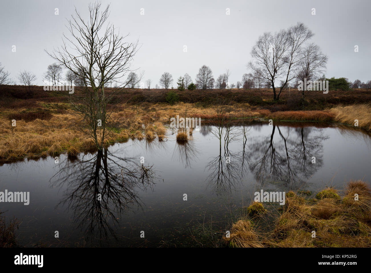 Black water small lake with tree reflections. Dark cloud sky, cold ...