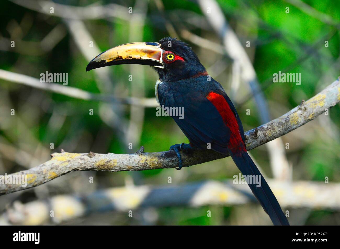 Red Breasted Toucan High Resolution Stock Photography and Images - Alamy