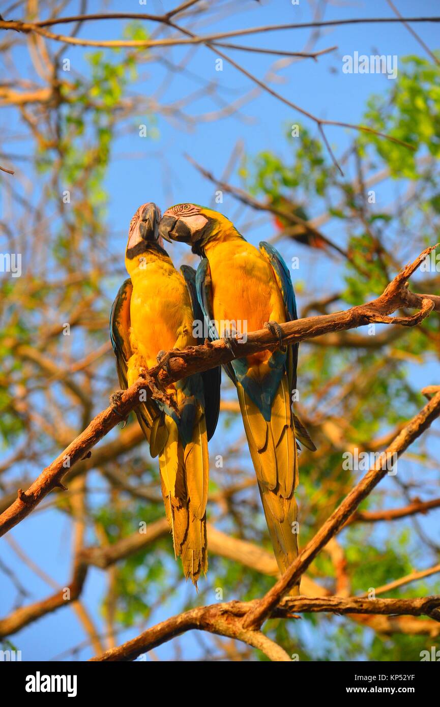 Colombia animals hi-res stock photography and images - Alamy