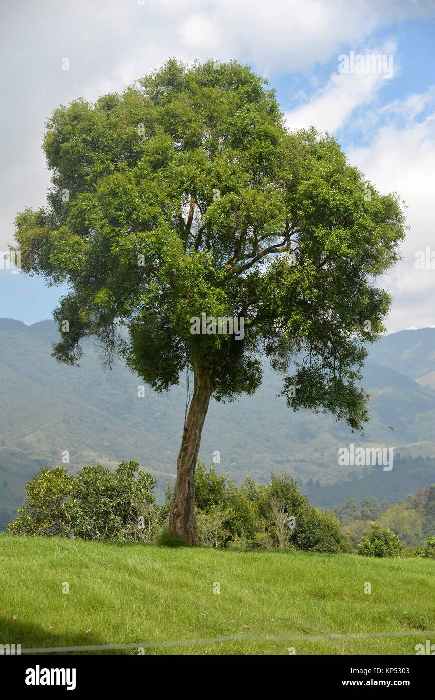 Colombia nature hi-res stock photography and images - Alamy