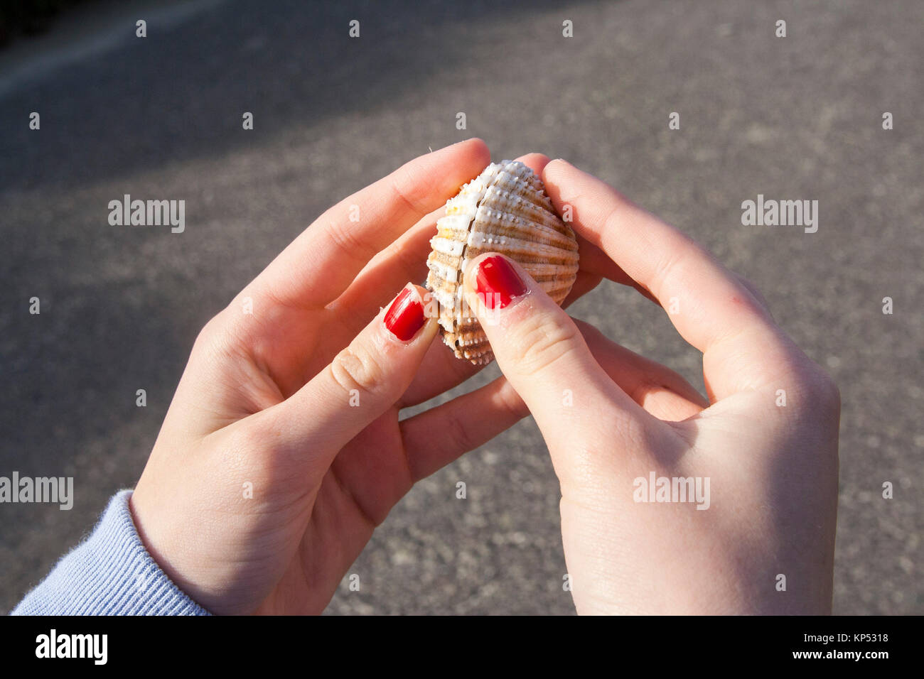 Closed shell hi-res stock photography and images - Alamy