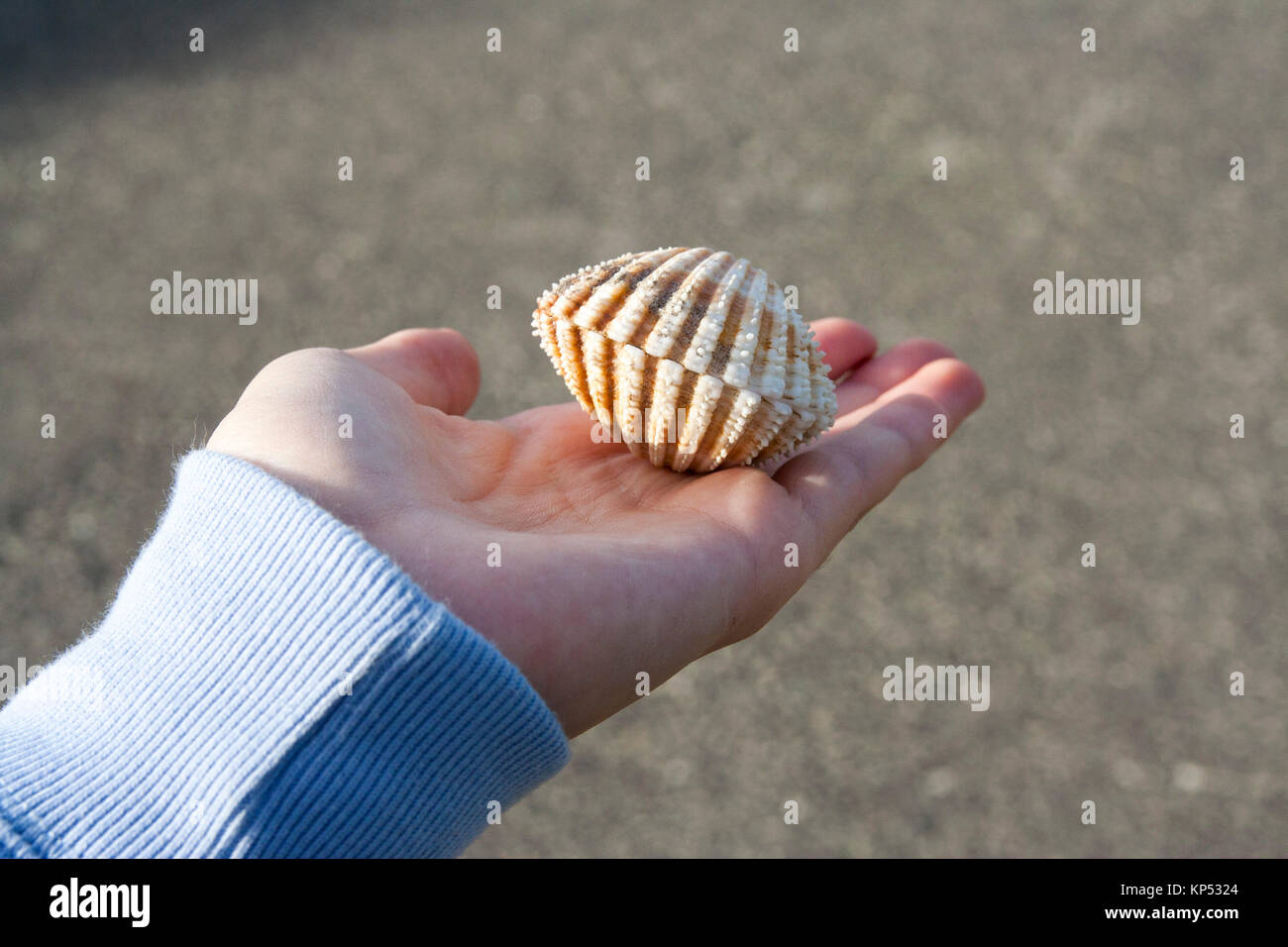Cockle shell hi-res stock photography and images - Alamy