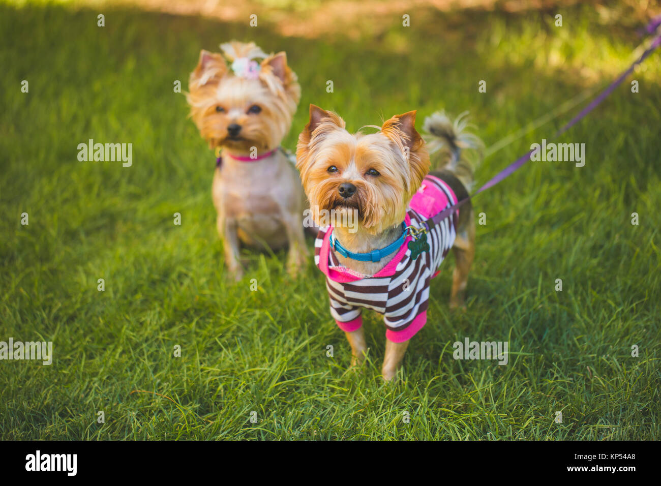 Two yorkshire terrier dogs Stock Photo - Alamy