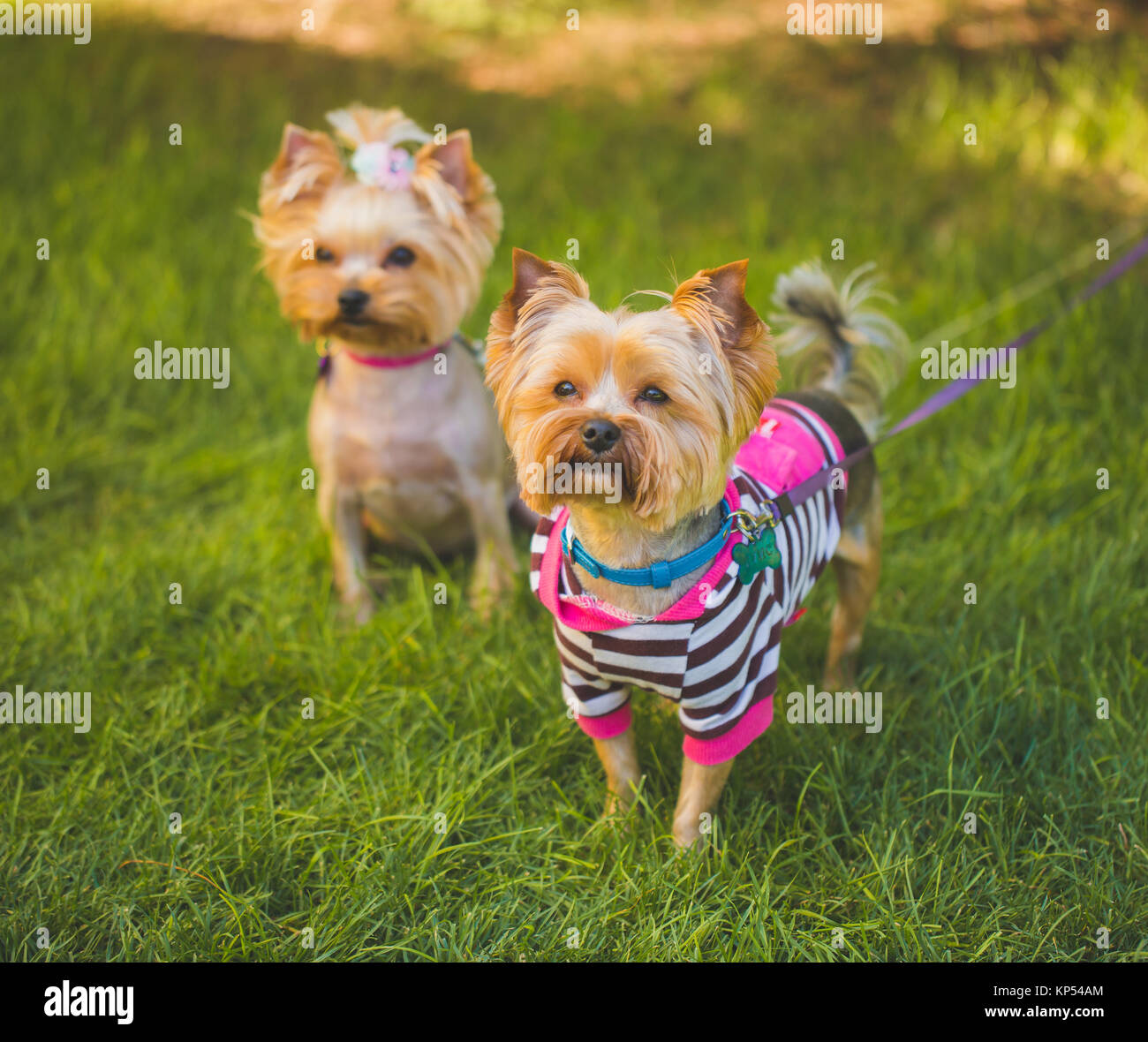 Two yorkshire terrier dogs Stock Photo - Alamy