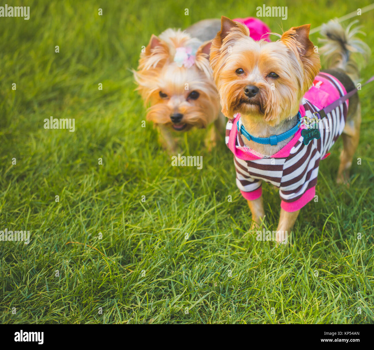 Two yorkshire terrier dogs Stock Photo - Alamy