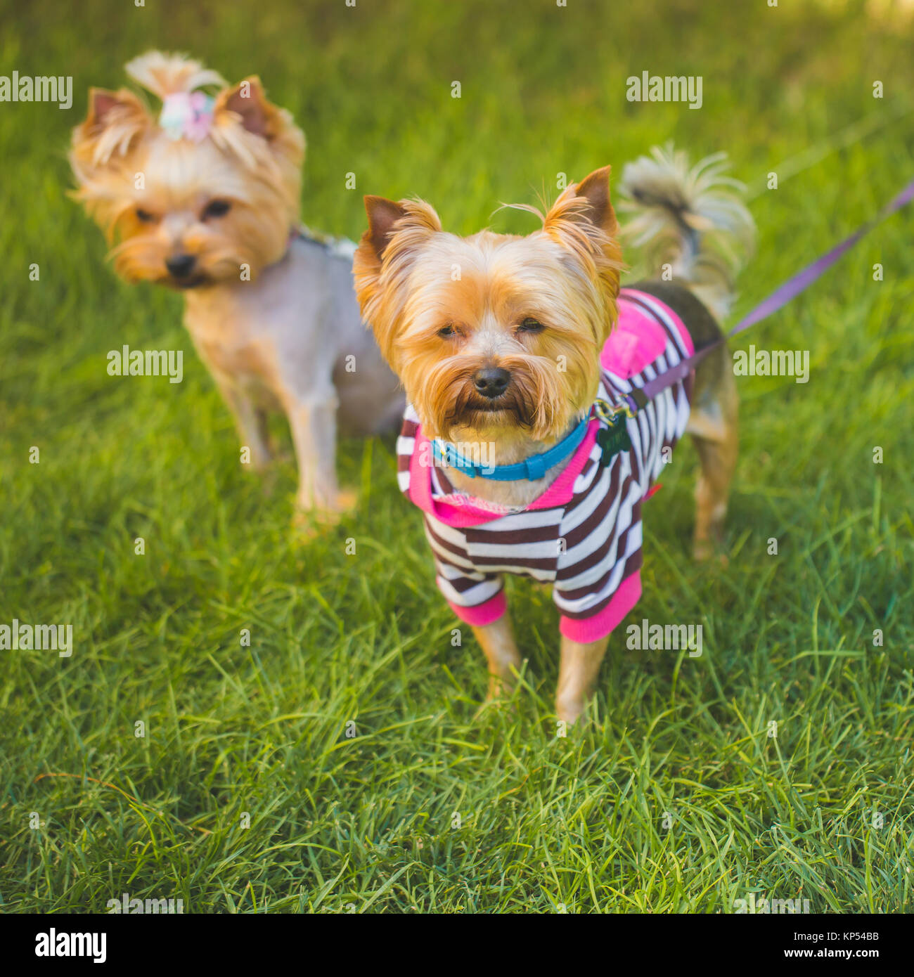 Two yorkshire terrier dogs Stock Photo - Alamy