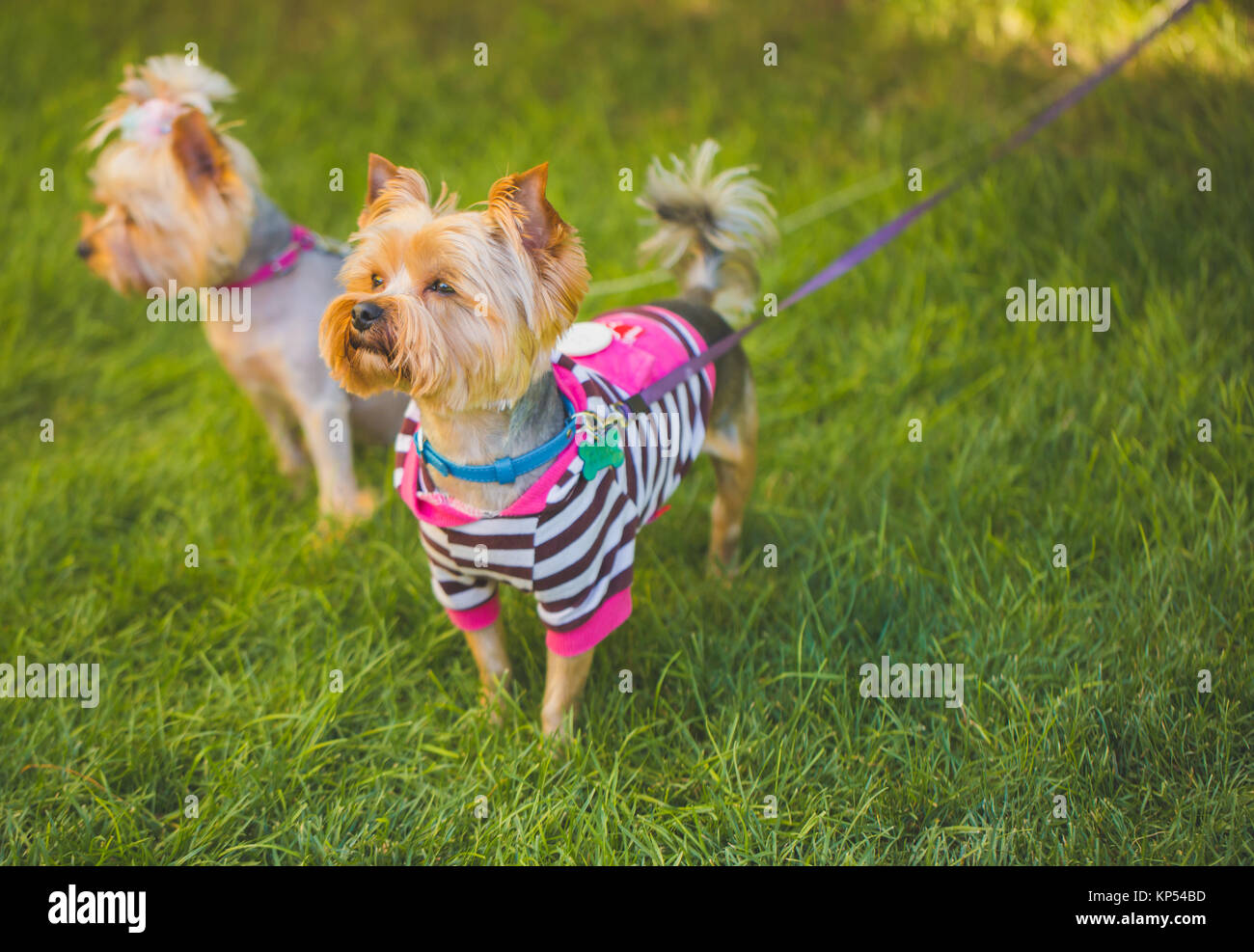 Two yorkshire terrier dogs Stock Photo - Alamy