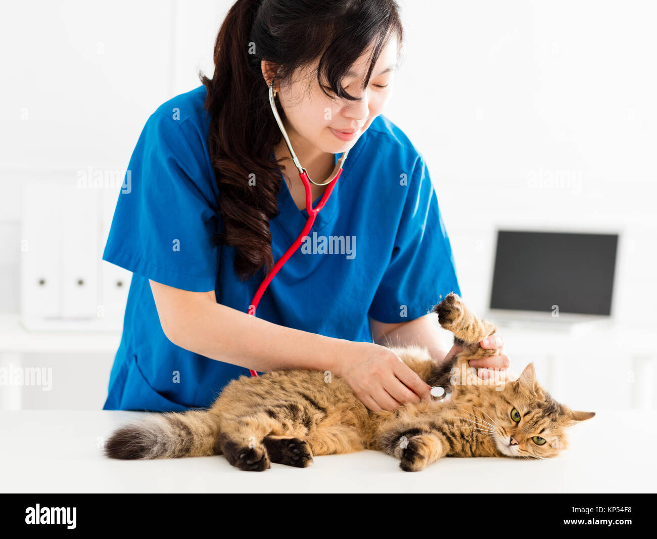 Examining a kitten hi-res stock photography and images - Alamy